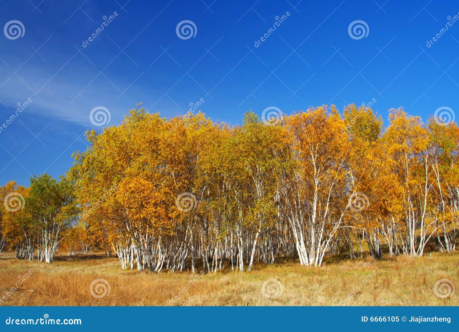 Golden fall stock image. Image of autumn, life, nice, china - 6666105
