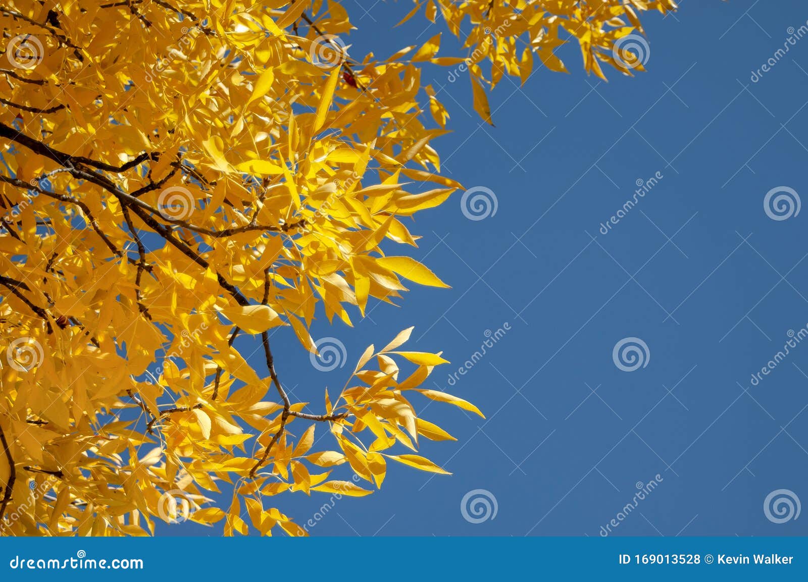 Golden Tree Leaves Against a Solid Blue Sky Background Stock Photo ...