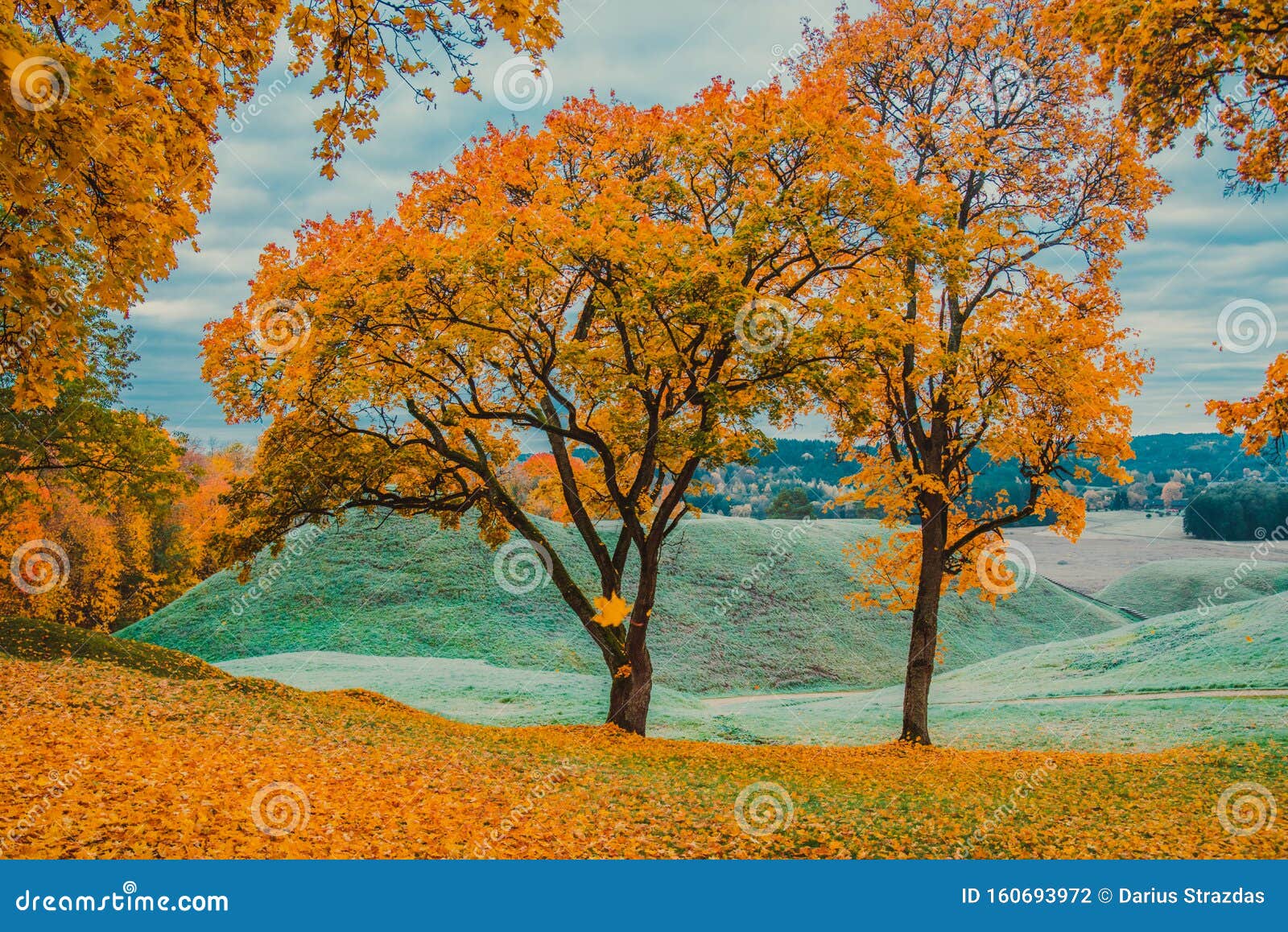 Golden Fall or Autumn Trees in Park Stock Photo - Image of forest ...