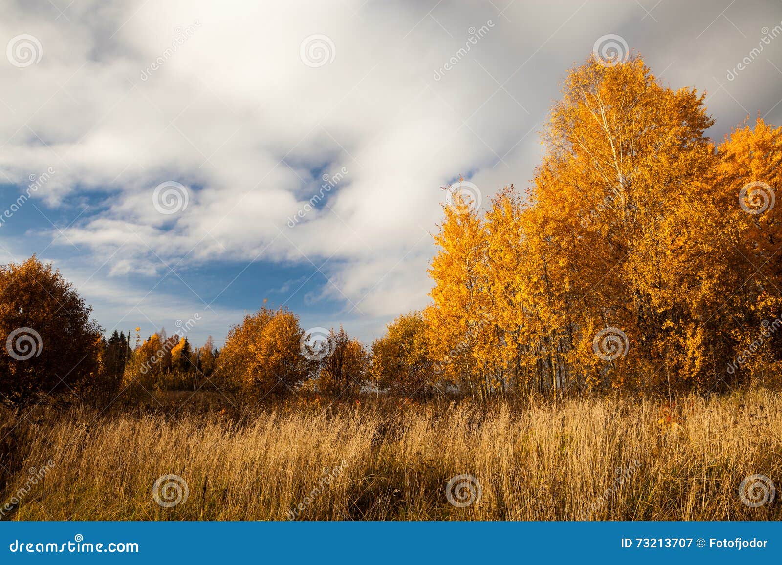 Golden fall stock image. Image of rural, scenic, beautiful - 73213707