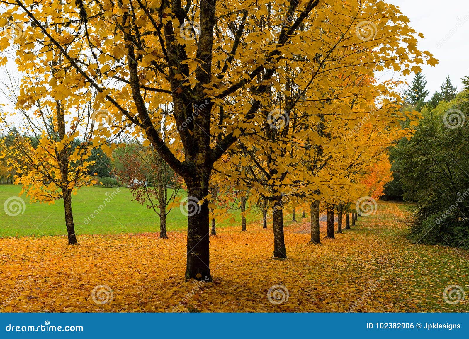 Golden Fall Colors on Maple Trees Stock Photo - Image of grass ...
