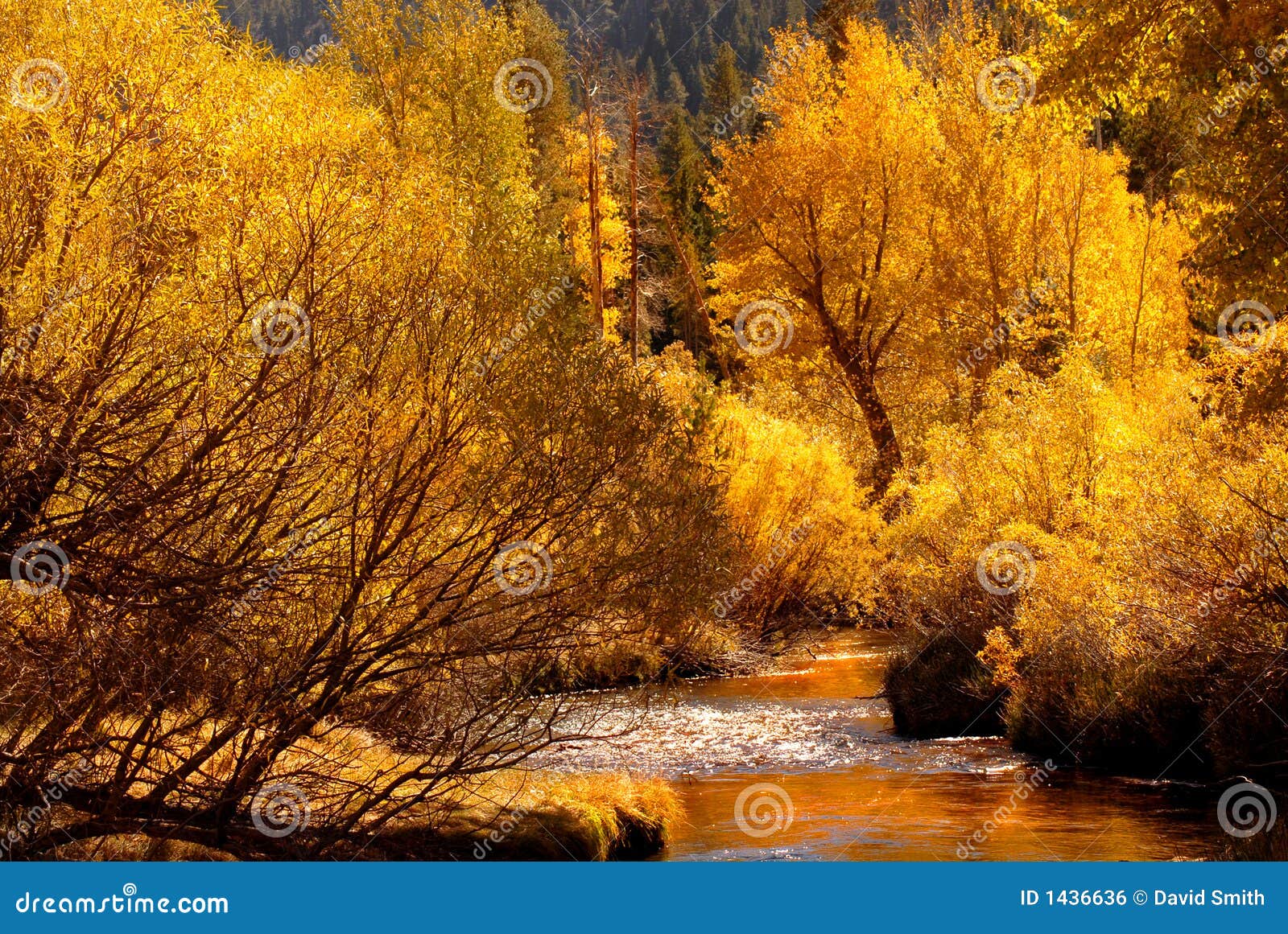 Golden Fall Colors Reflecting into Stream in the Yosemite Valley Stock ...