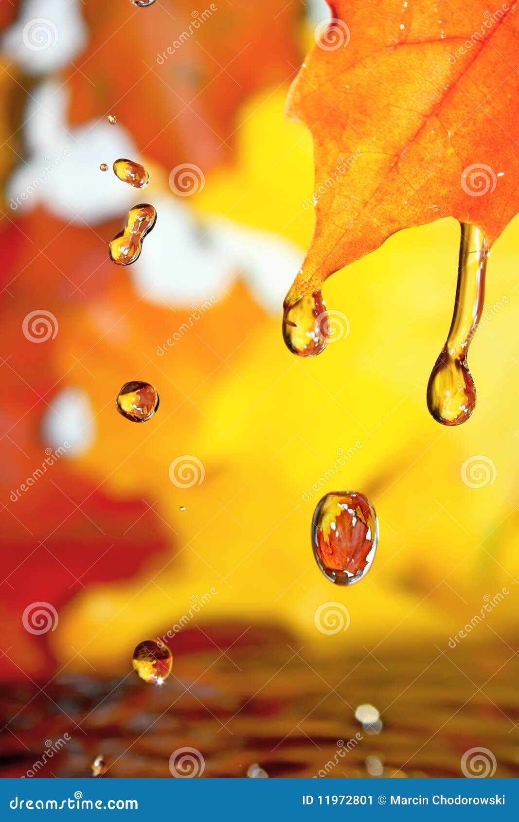 Golden fall drops. stock image. Image of country, line - 11972801