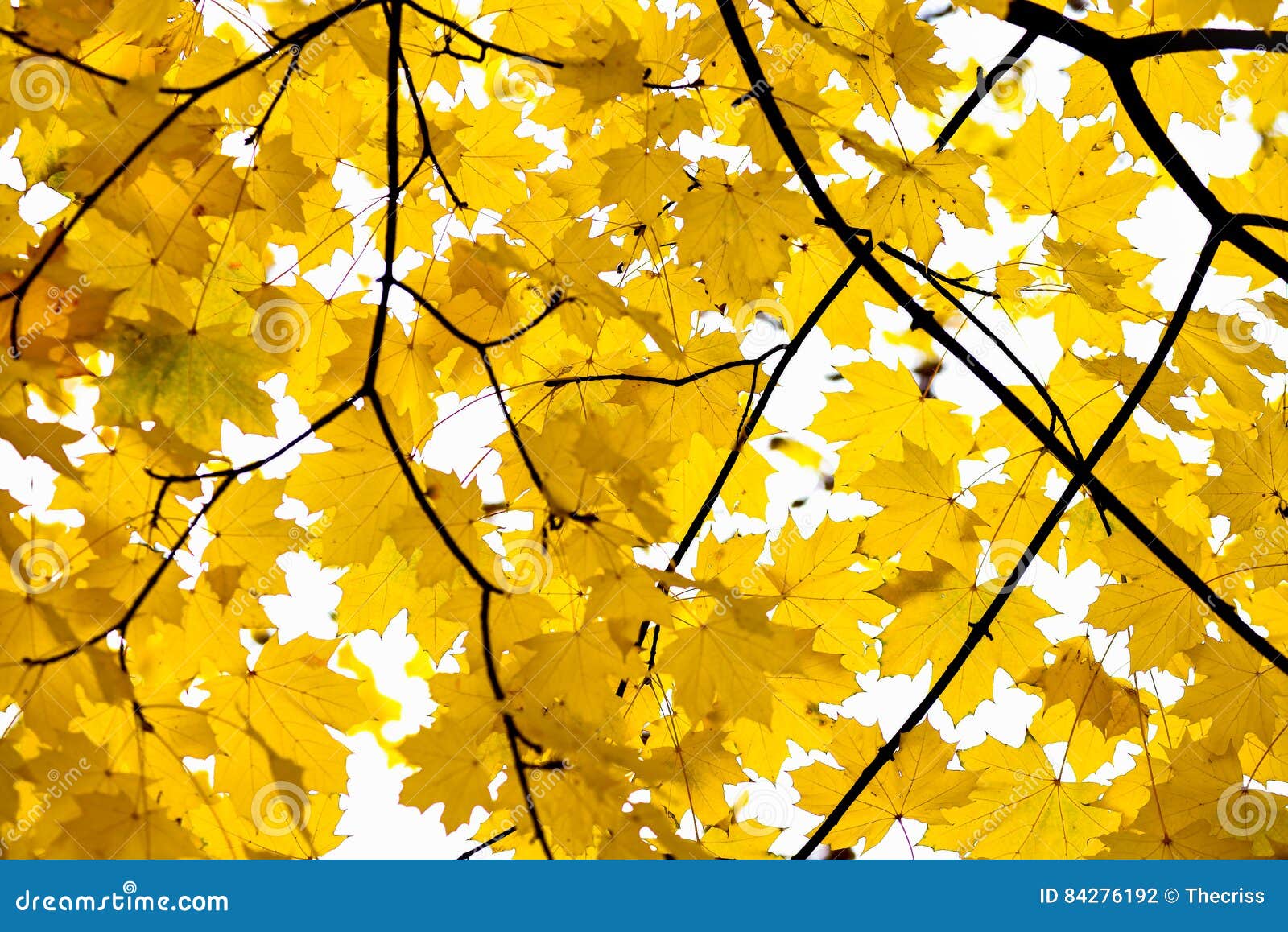 Golden Fall Foliage Autumn Yellow Maple Tree Stock Photo - Image of ...