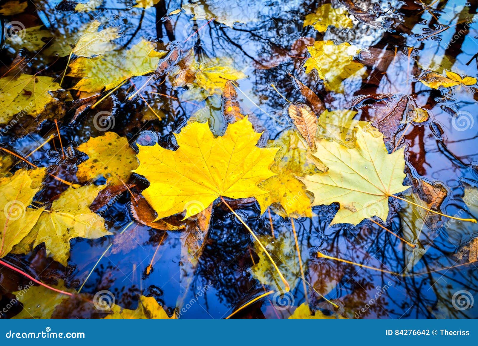 Golden Fall Foliage Autumn Yellow Maple Tree Stock Photo - Image of ...