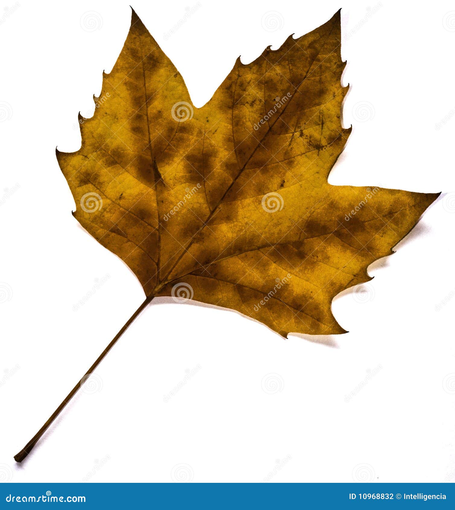 Golden Fall Leaf (isolated) Stock Photo - Image of stem, change: 10968832