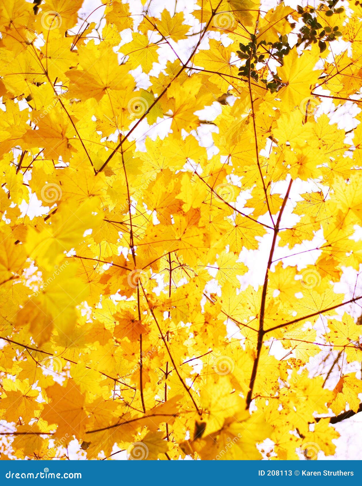 Golden fall leaves stock image. Image of nature, weekend - 208113