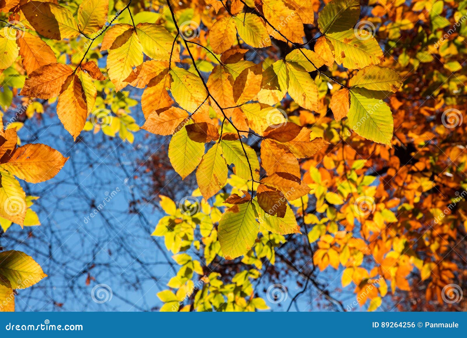 Golden Fall Leaves stock photo. Image of trees, colorful - 89264256