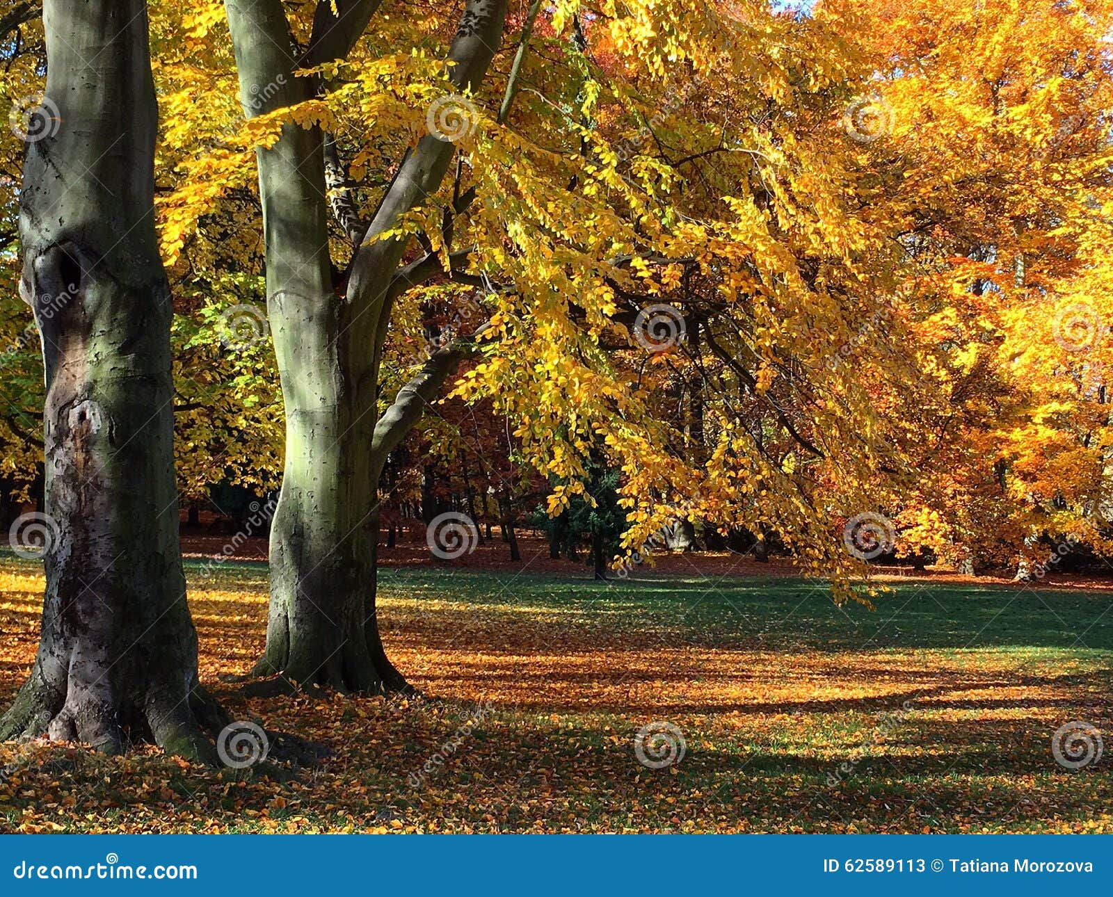 Golden fall stock image. Image of park, fall, golden - 62589113