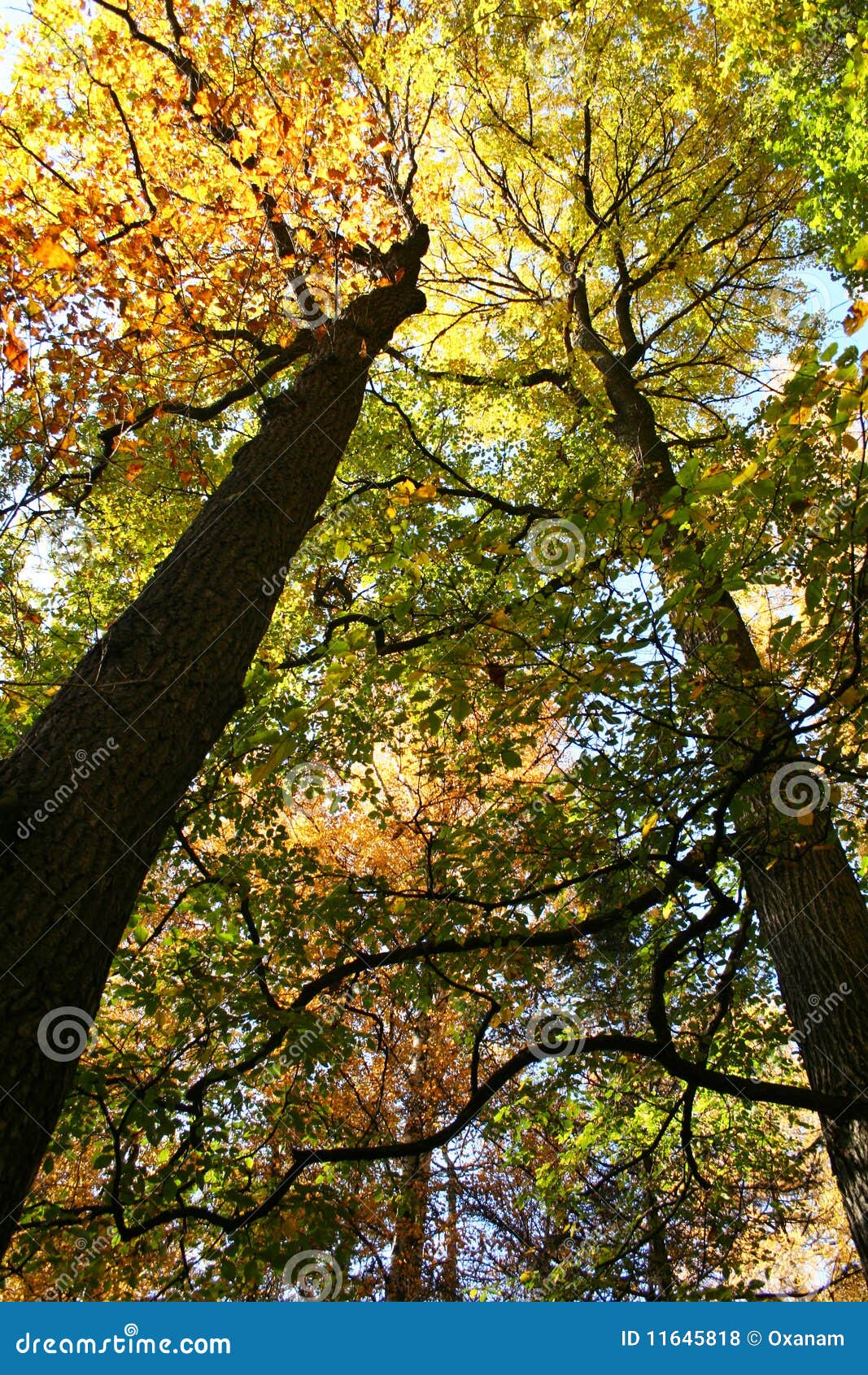 Golden fall in Russia stock photo. Image of leaf, botany - 11645818