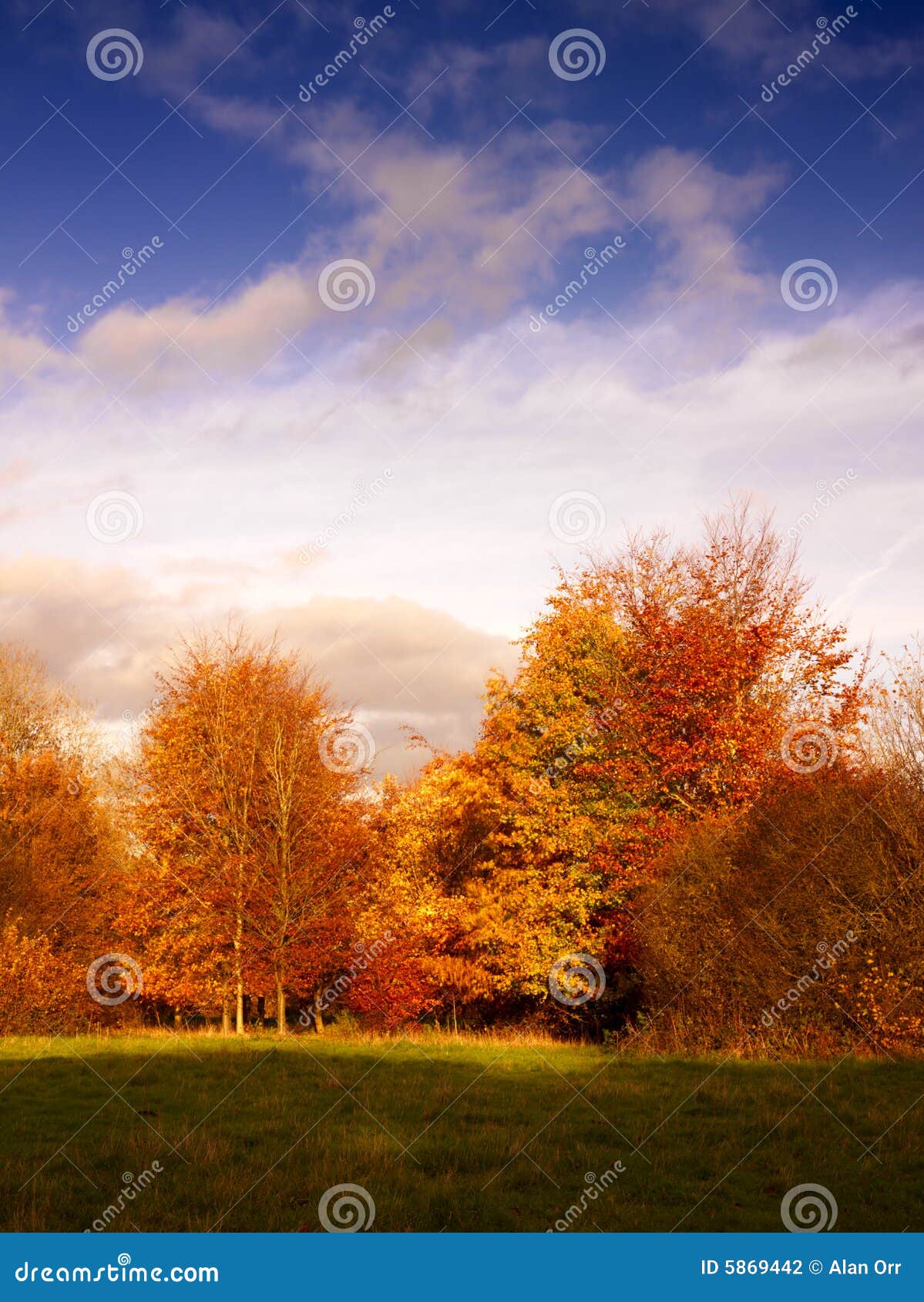 Golden Fall Trees in Evening Sunlight Stock Photo - Image of seasons ...