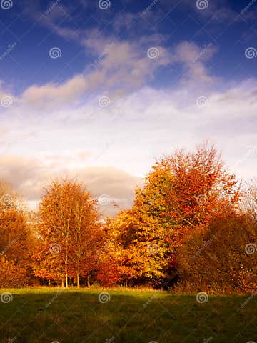 Golden Fall Trees in Evening Sunlight Stock Photo - Image of seasons ...