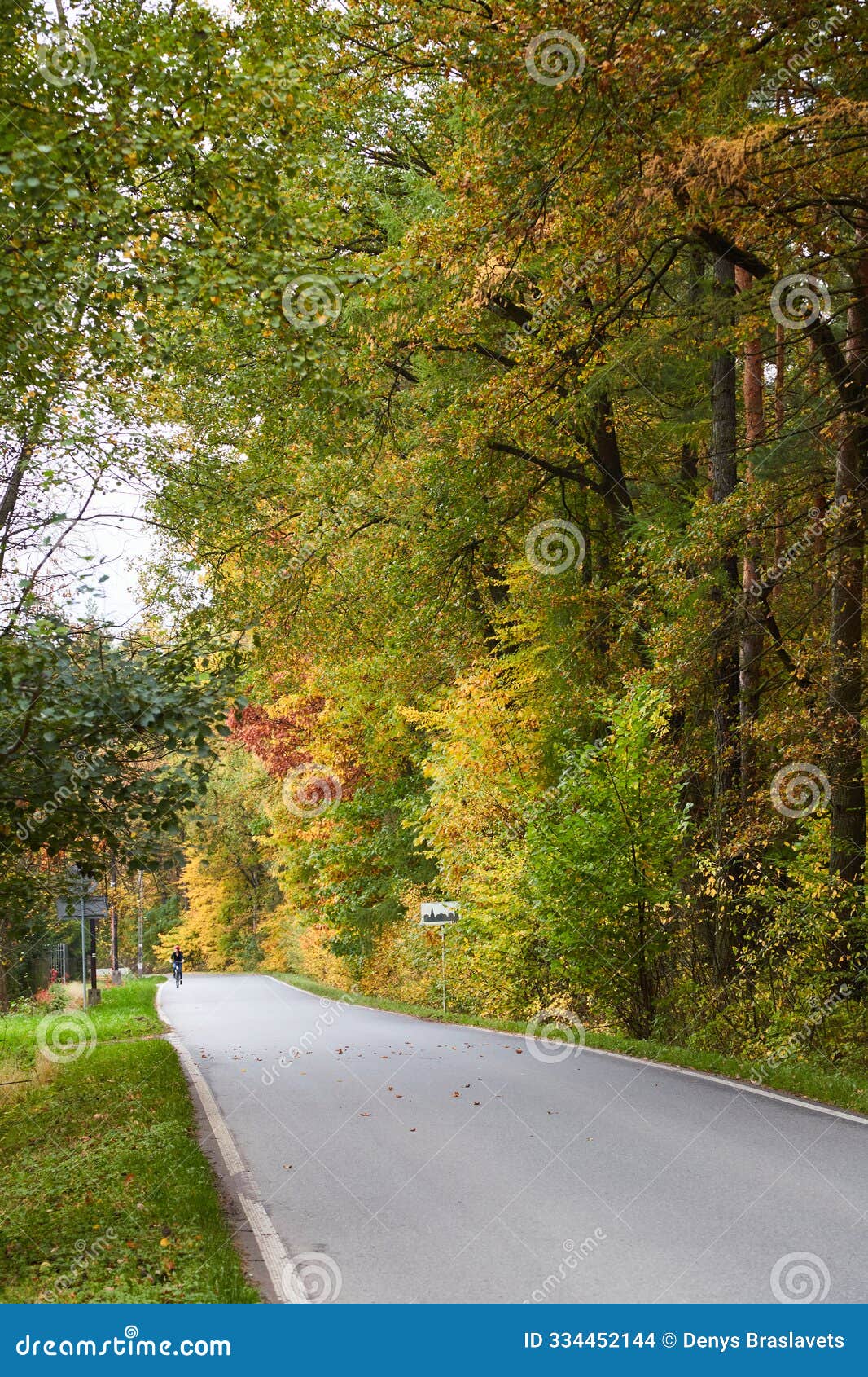 Golden Fall Trees and Path in the Forest Stock Photo - Image of trees ...
