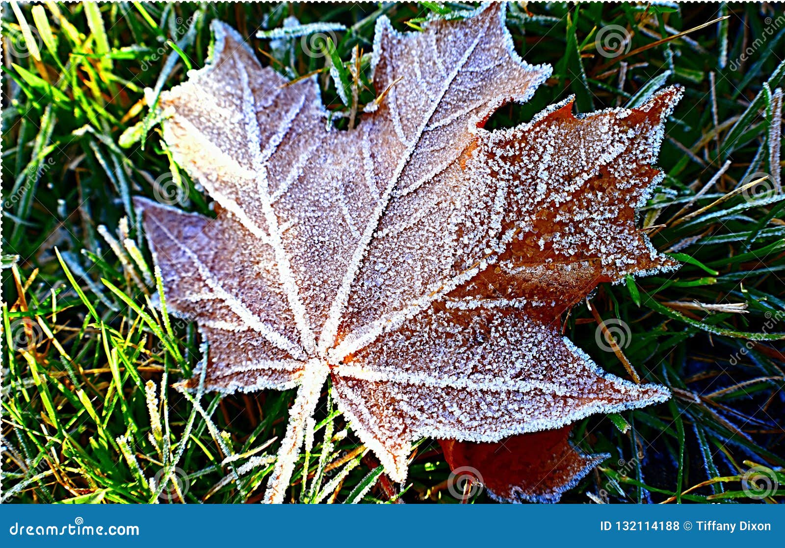 Icy leaf stock photo. Image of golden, days, real, cold - 132114188