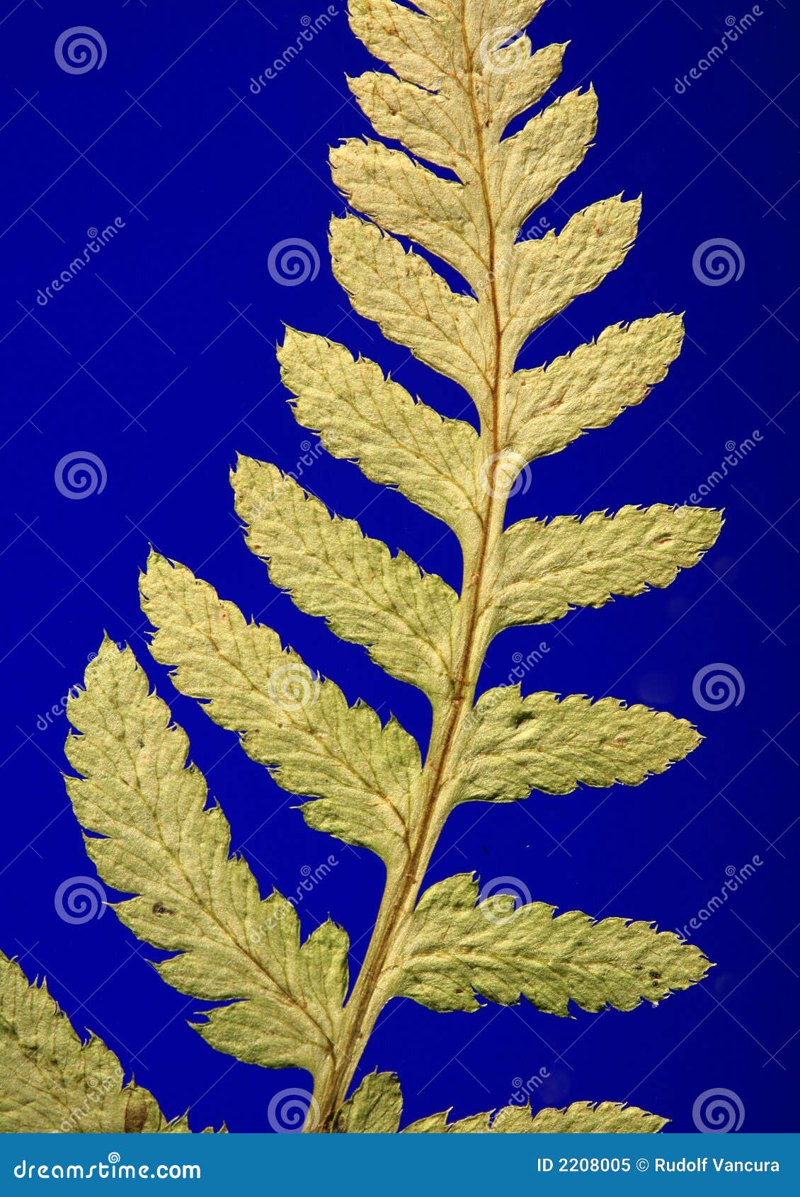Golden Fern 84 stock image. Image of fern, plant, blue - 2208005