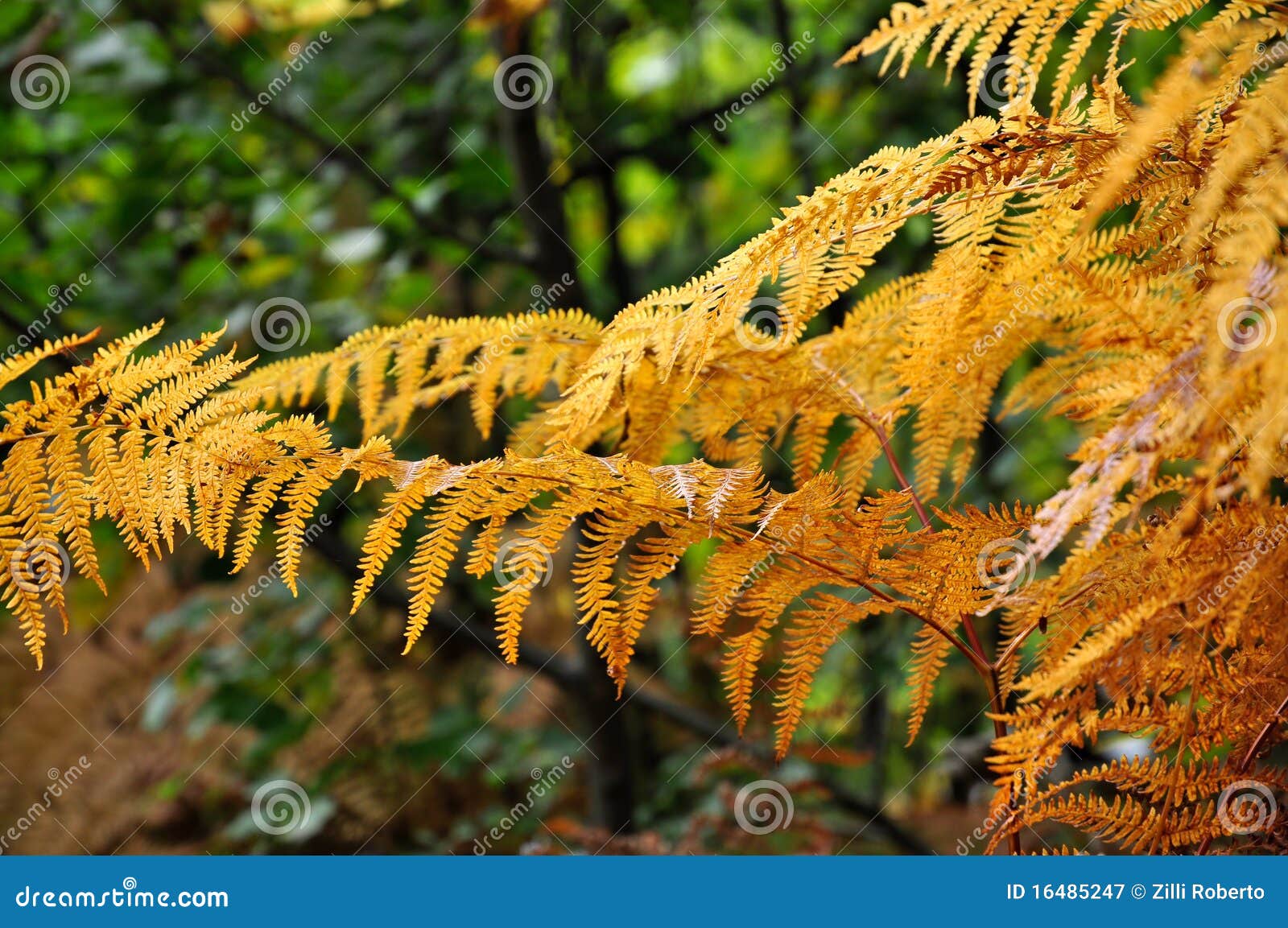 Golden Ferns with the Forest on Background. Stock Image - Image of ...