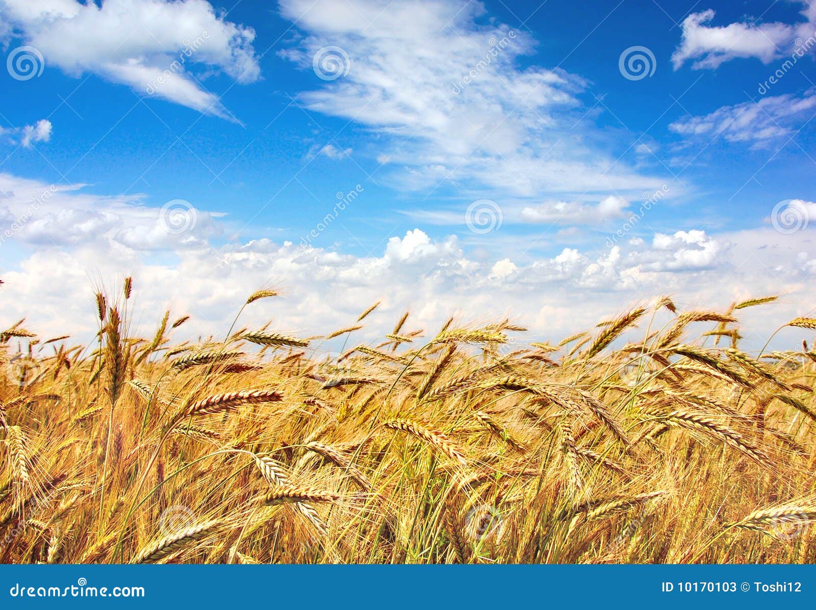 Golden field stock image. Image of farmland, outdoor - 10170103
