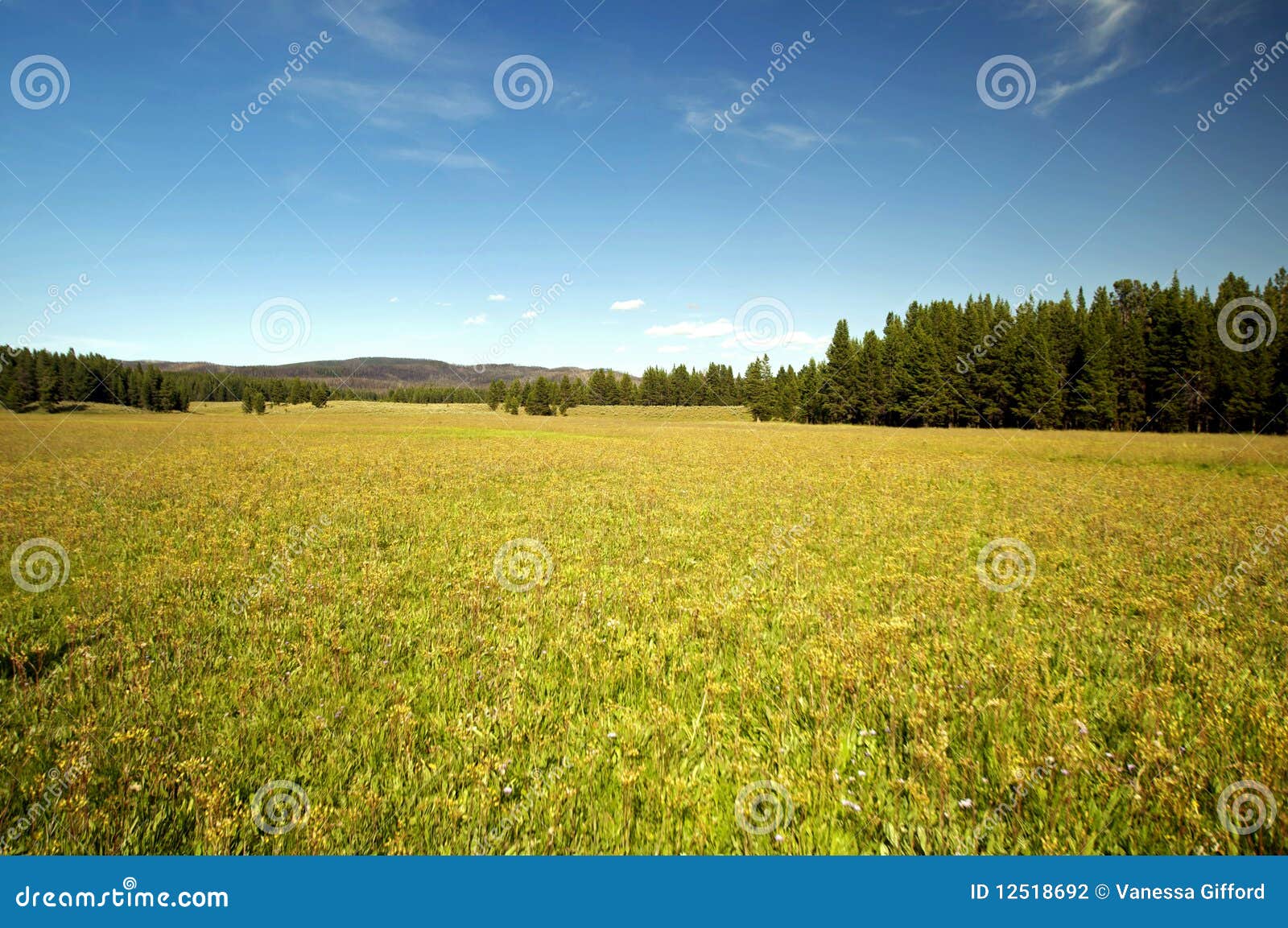 Golden Field stock photo. Image of grow, autumn, country - 12518692