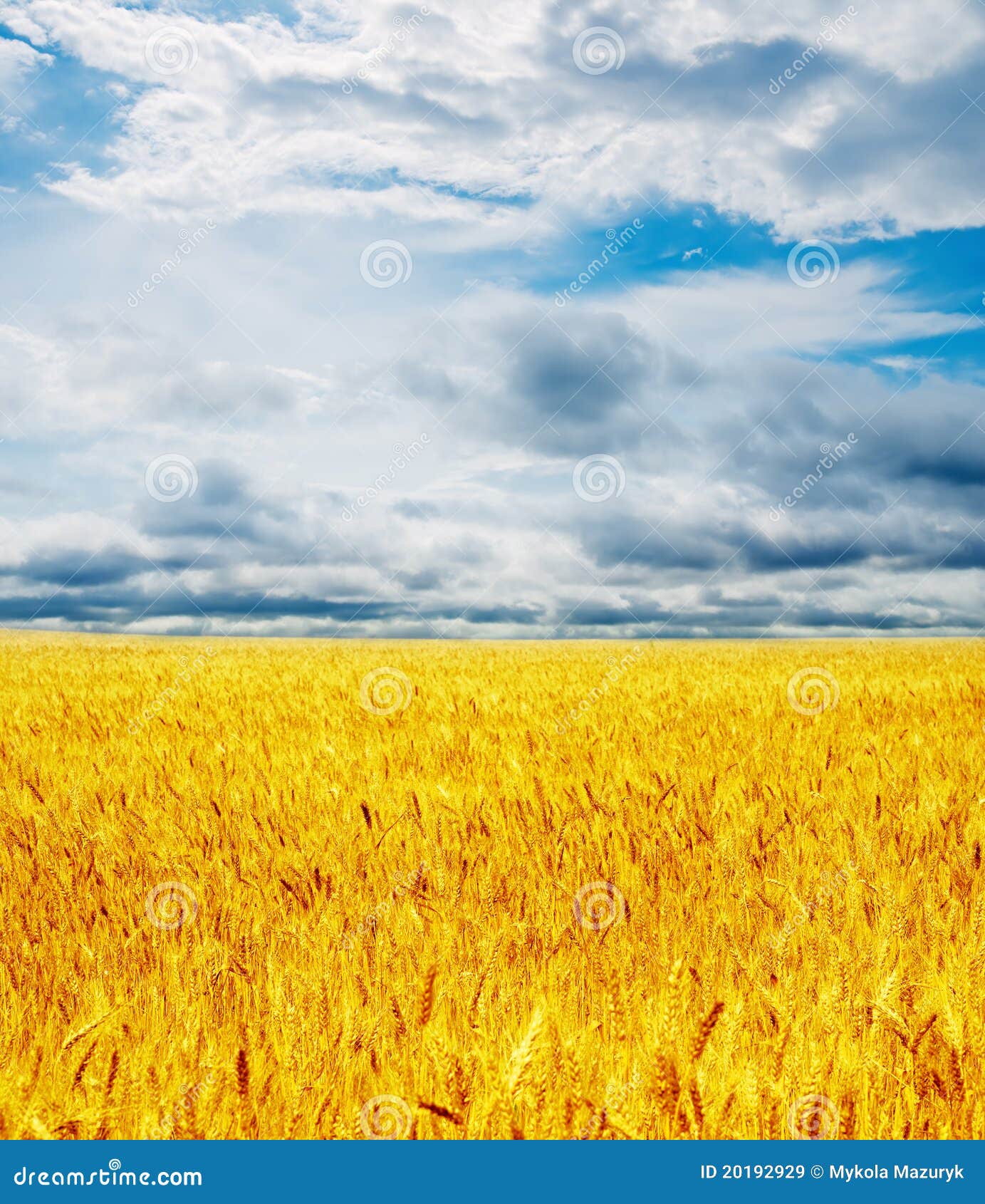 Golden field stock image. Image of cultivate, dramatic - 20192929
