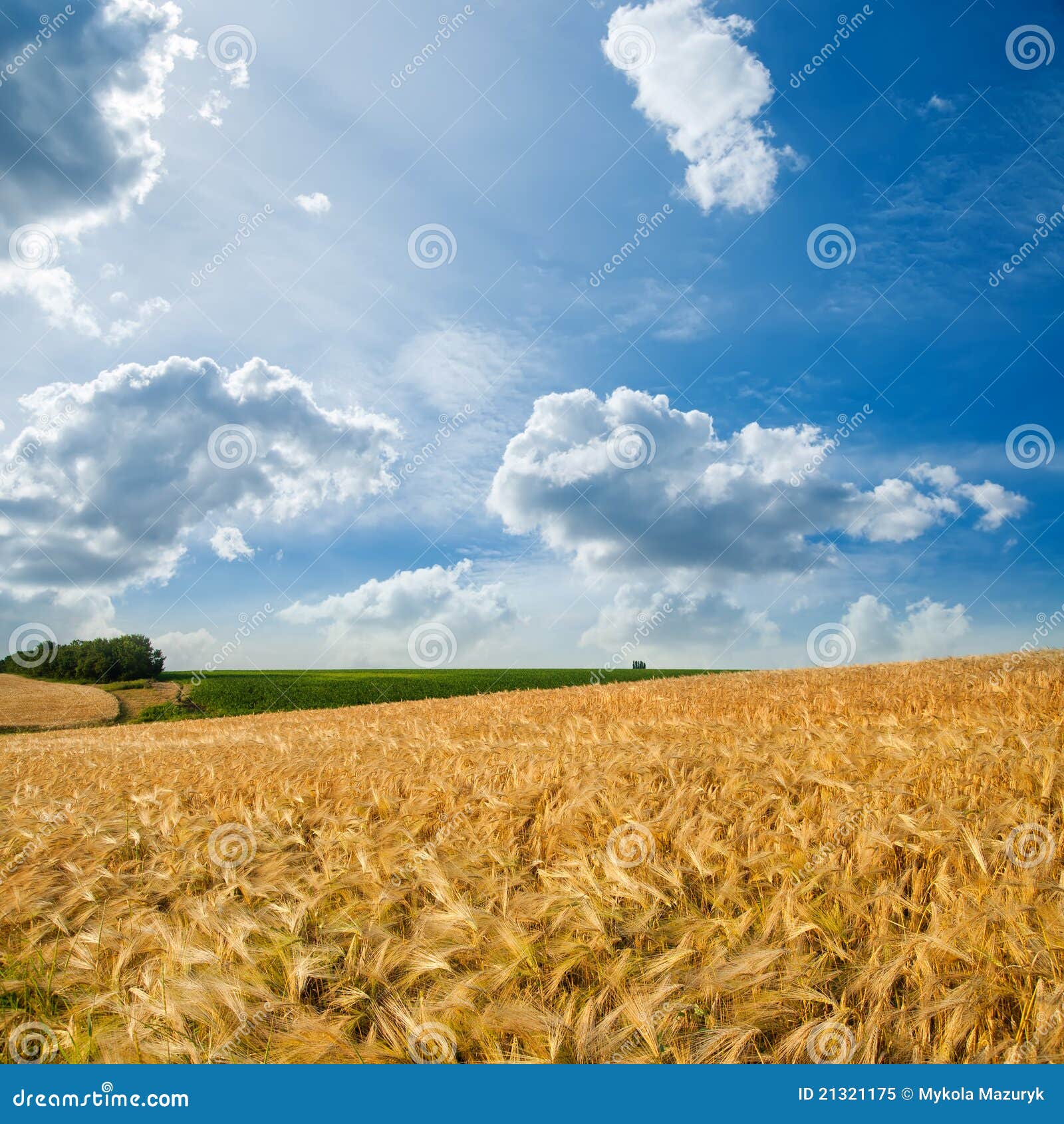 Golden field stock image. Image of crop, objects, background - 21321175