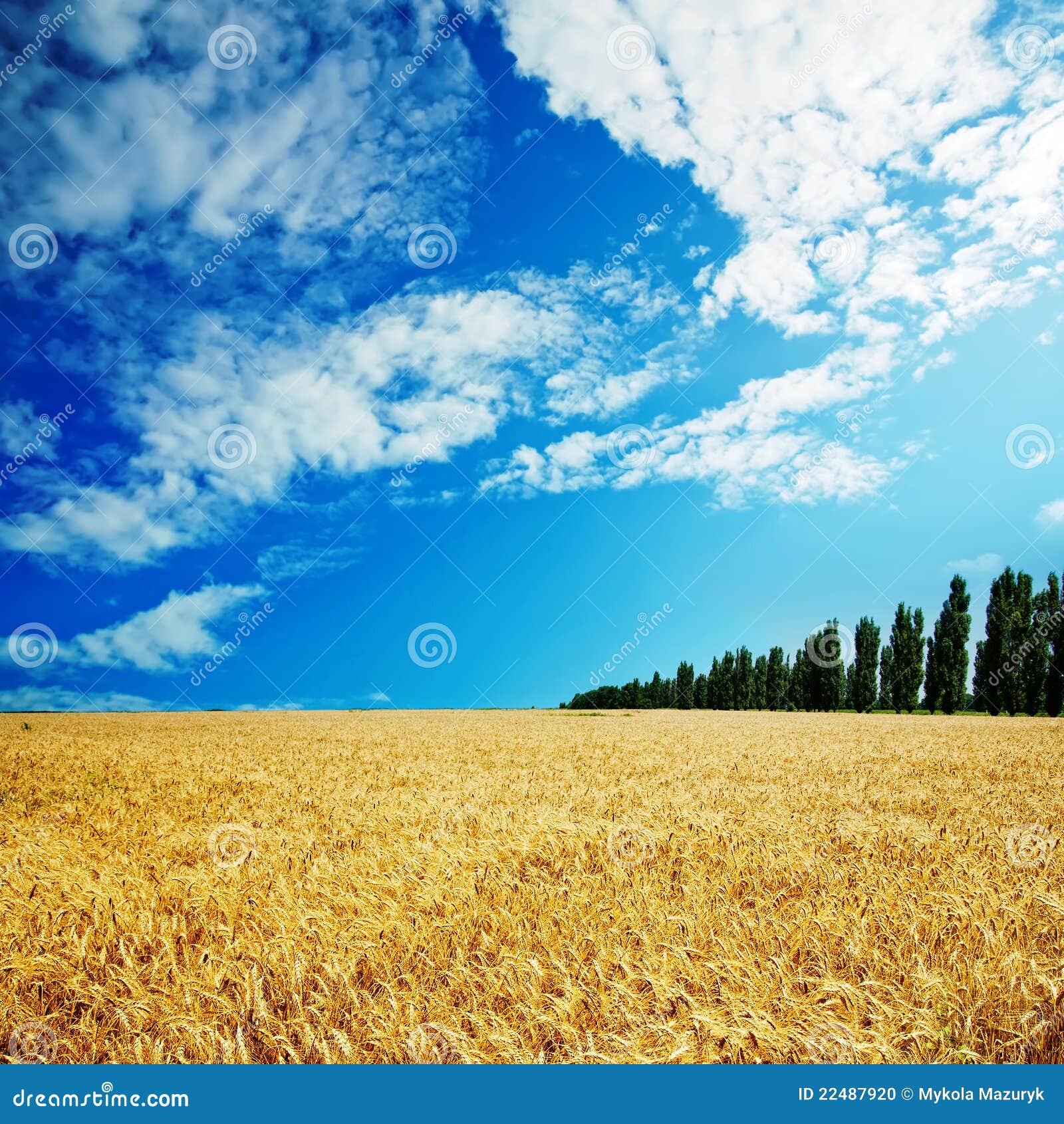 Golden field stock photo. Image of gold, growth, corn - 22487920