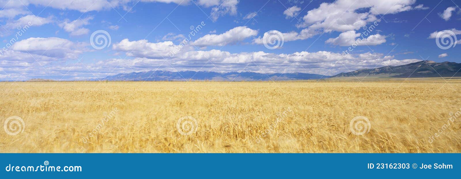 Golden field stock image. Image of series, golden, panorama - 23162303