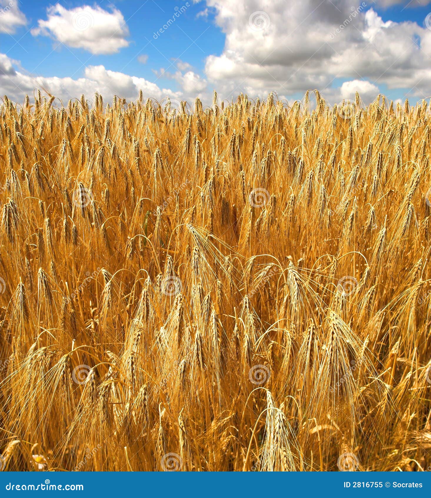 Golden field stock image. Image of natural, ripe, nature - 2816755