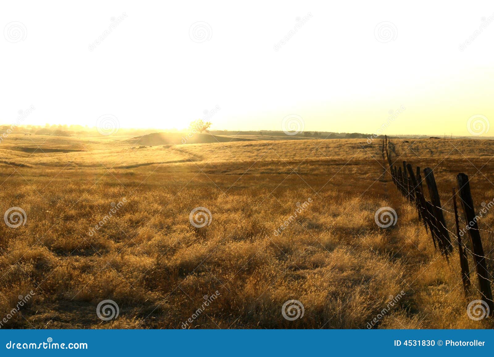 Golden Field stock photo. Image of field, country, california - 4531830