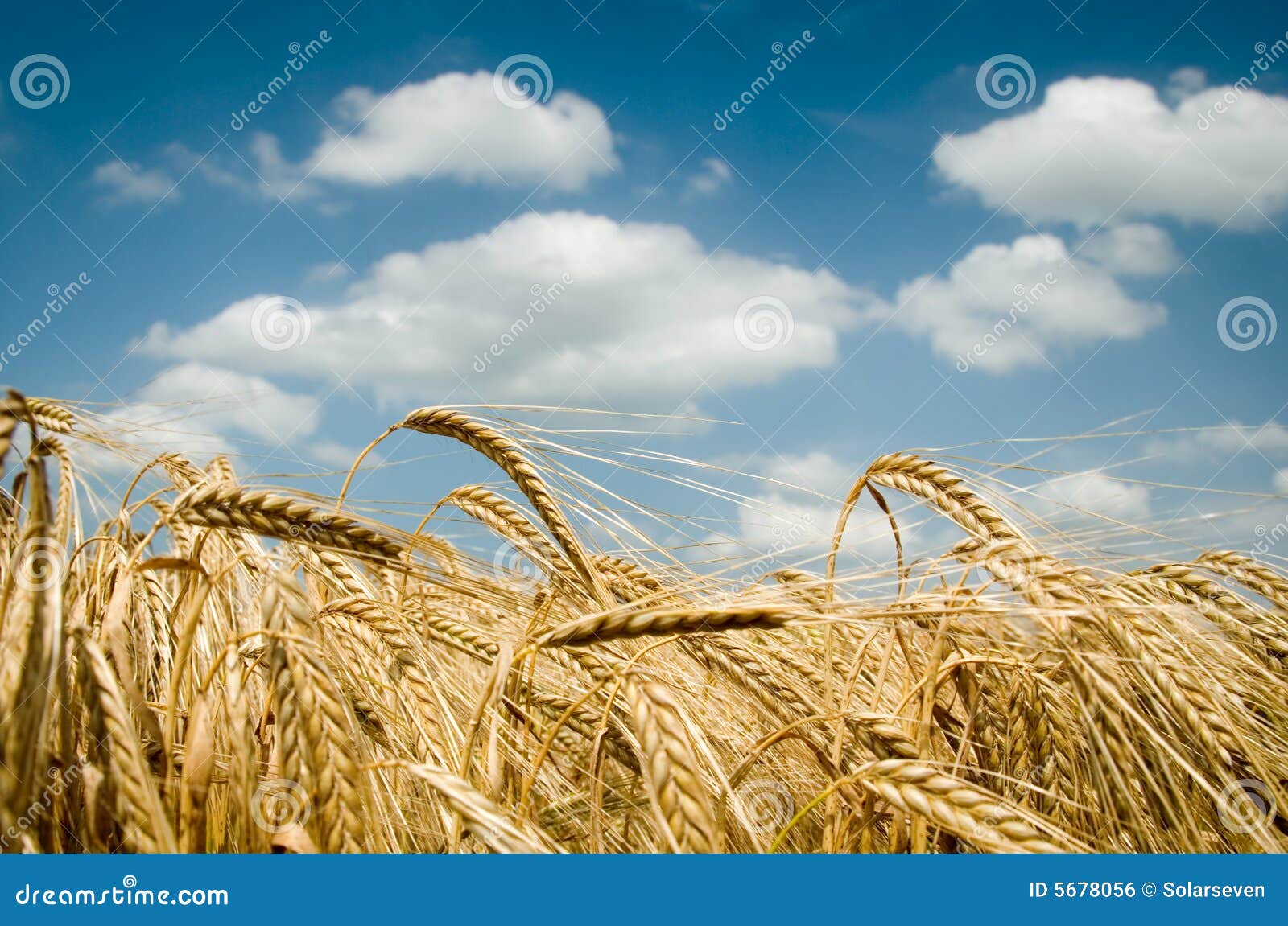 Golden Field stock photo. Image of horizontal, landscaped - 5678056