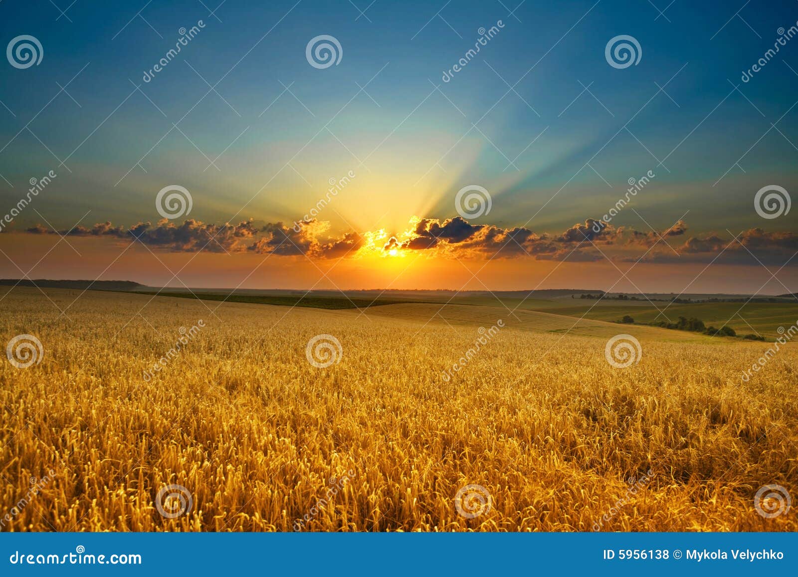 Golden Field Royalty-Free Stock Image | CartoonDealer.com #5956138