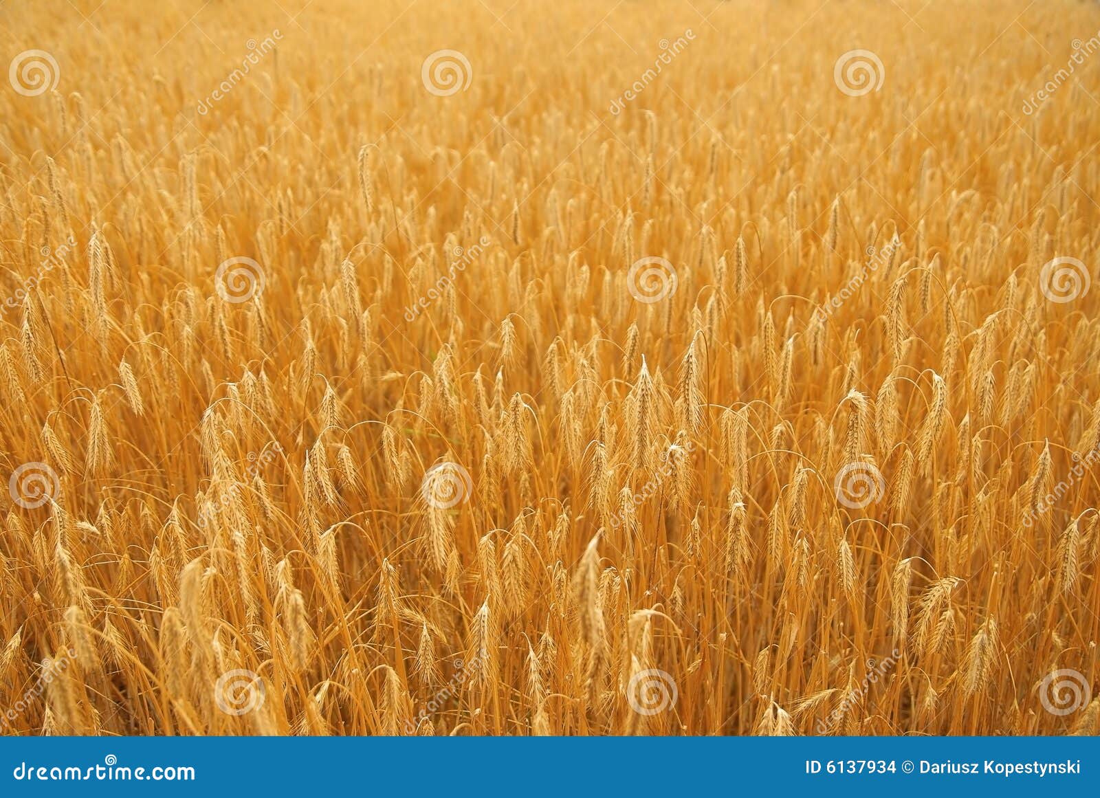 Golden field stock photo. Image of food, produce, landscape - 6137934