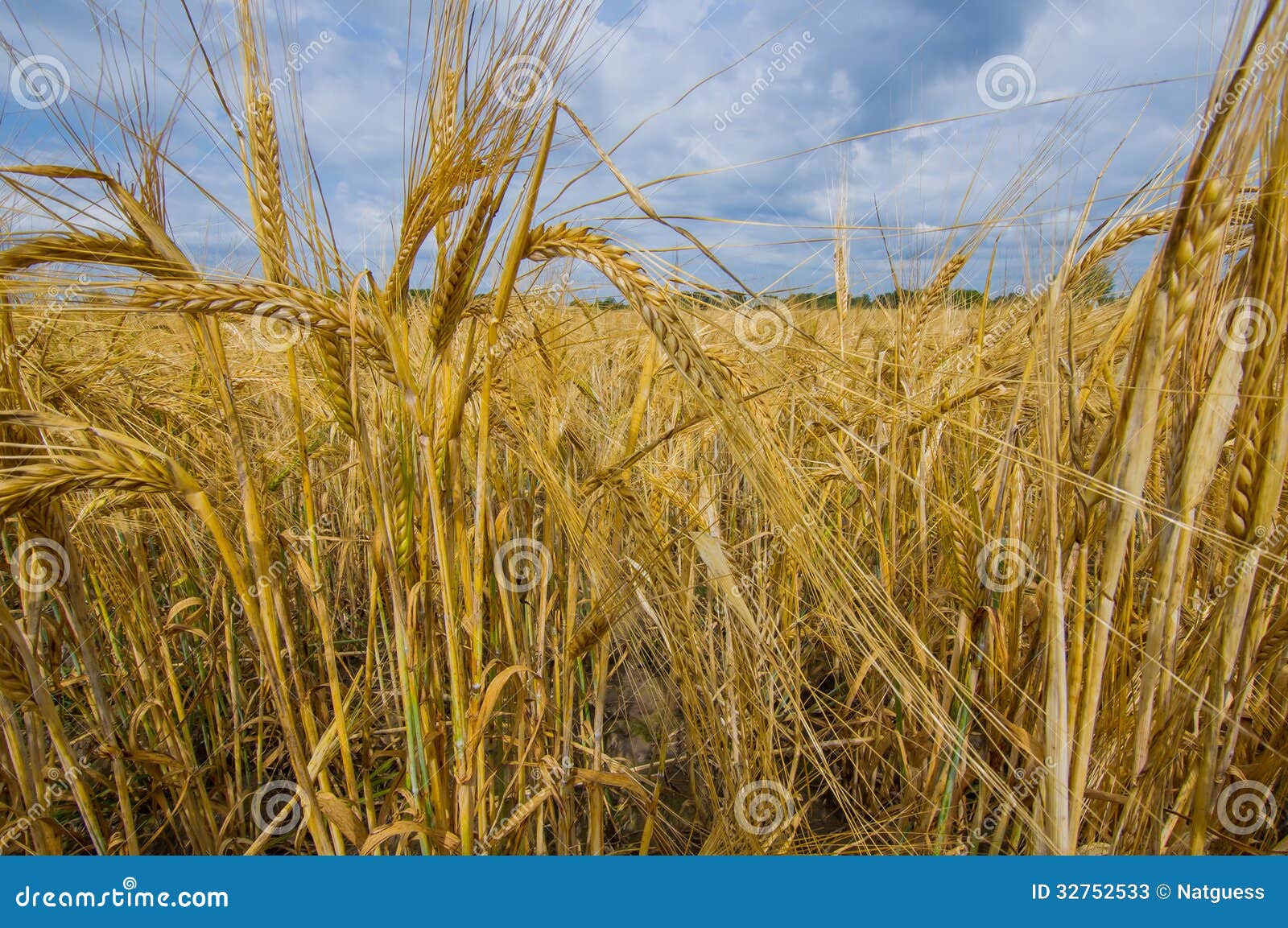 Golden field of grain stock image. Image of harvest, field - 32752533