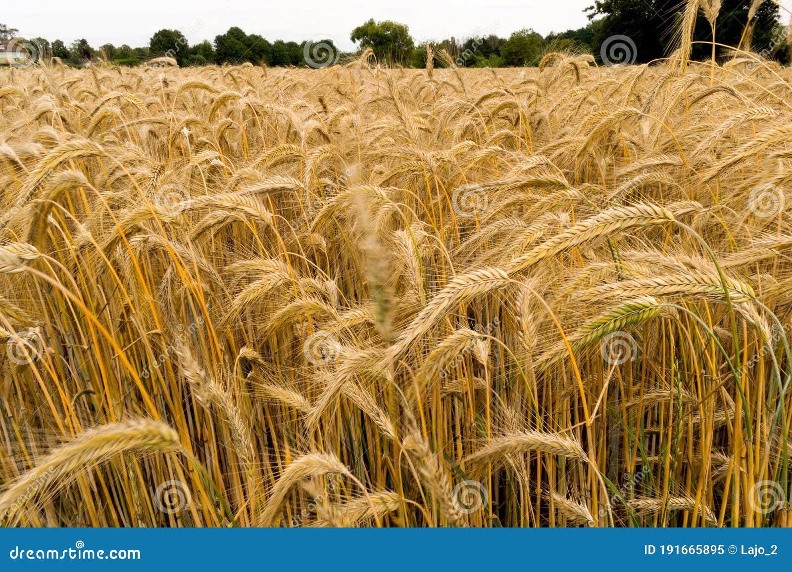 Golden field of grain stock image. Image of field, farming - 191665895