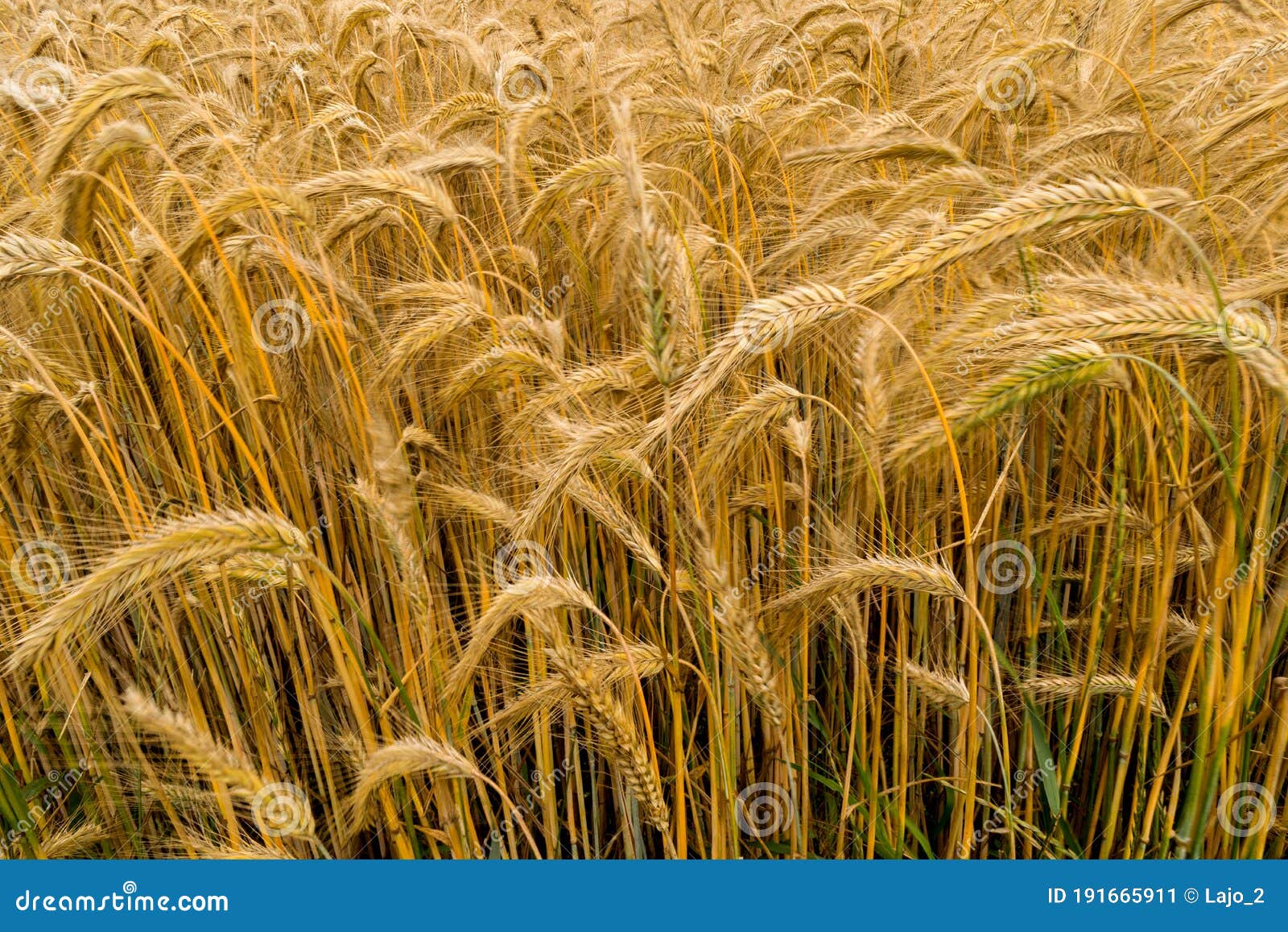Golden field of grain stock image. Image of closeup - 191665911