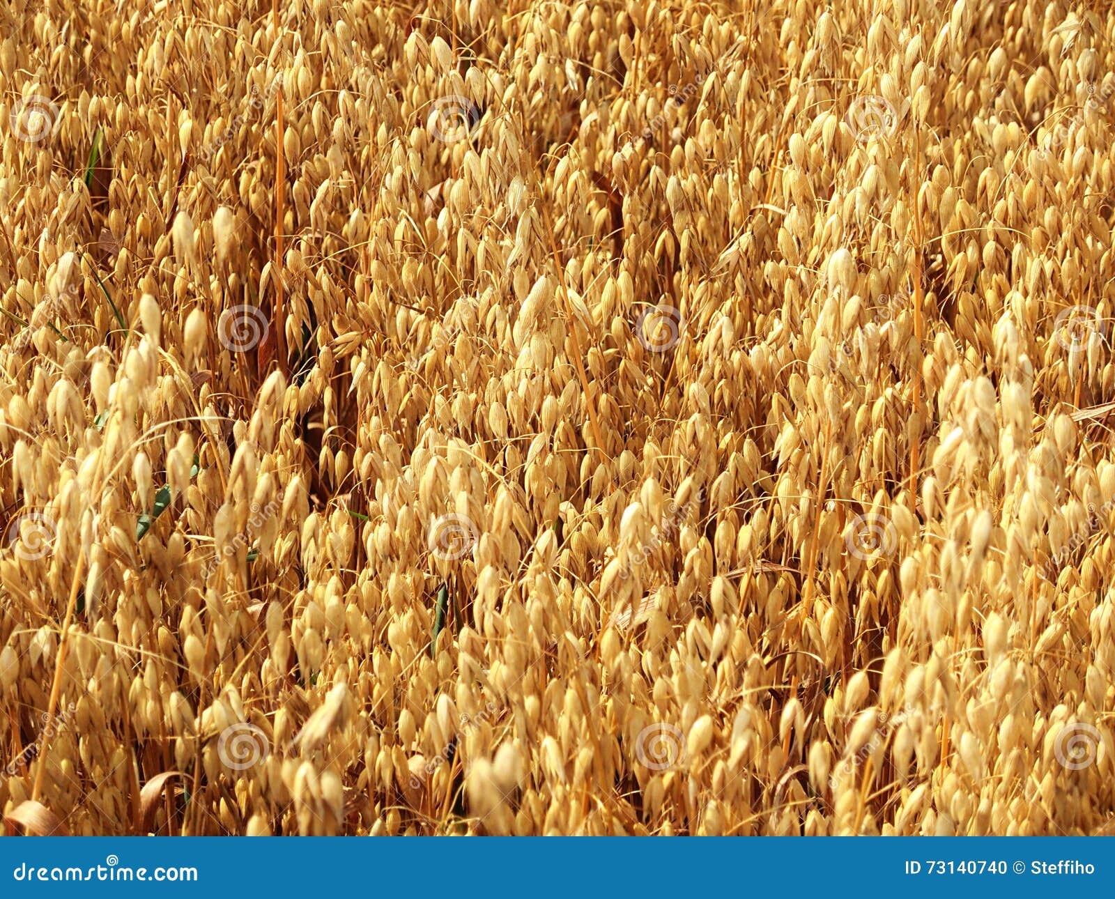 Golden Field of Oats, Structure, Avena Stock Photo - Image of food ...