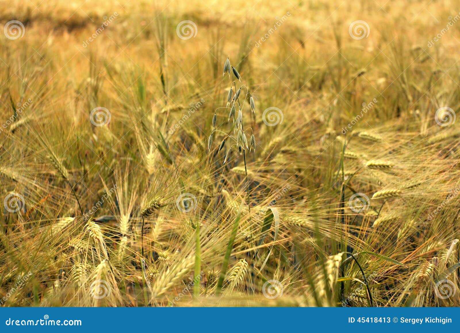 Golden Field of Ripe Barley Stock Image - Image of background, nature ...
