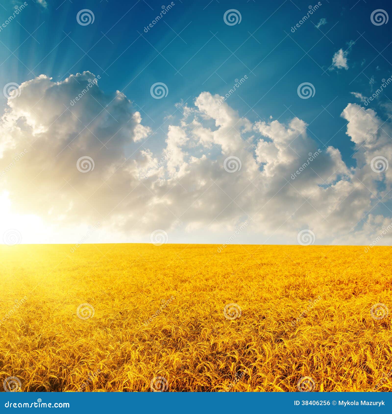 Golden Field and Sunset in Cloudy Sky Stock Photo - Image of corn ...