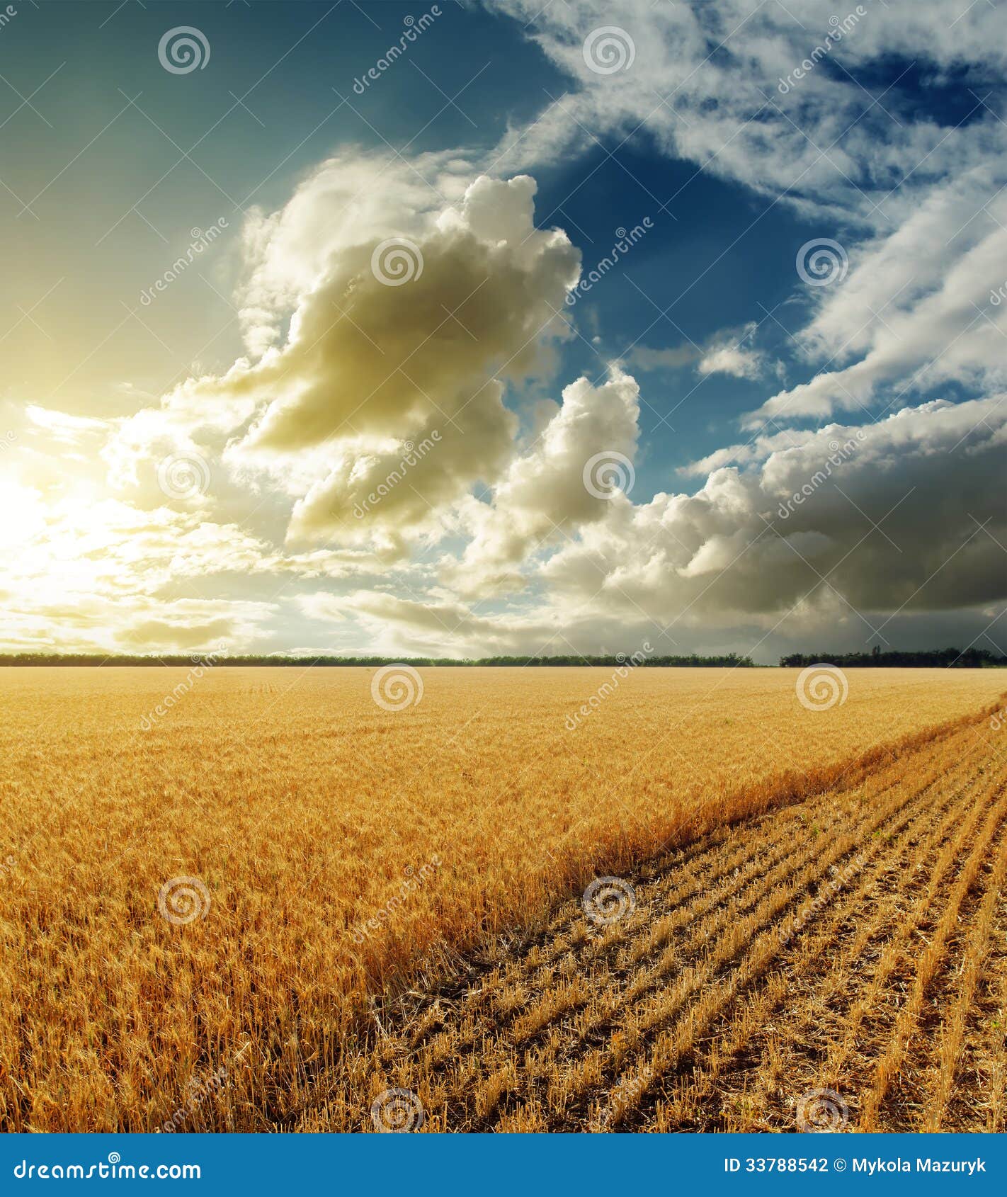 Golden field and sunset stock photo. Image of meadow - 33788542