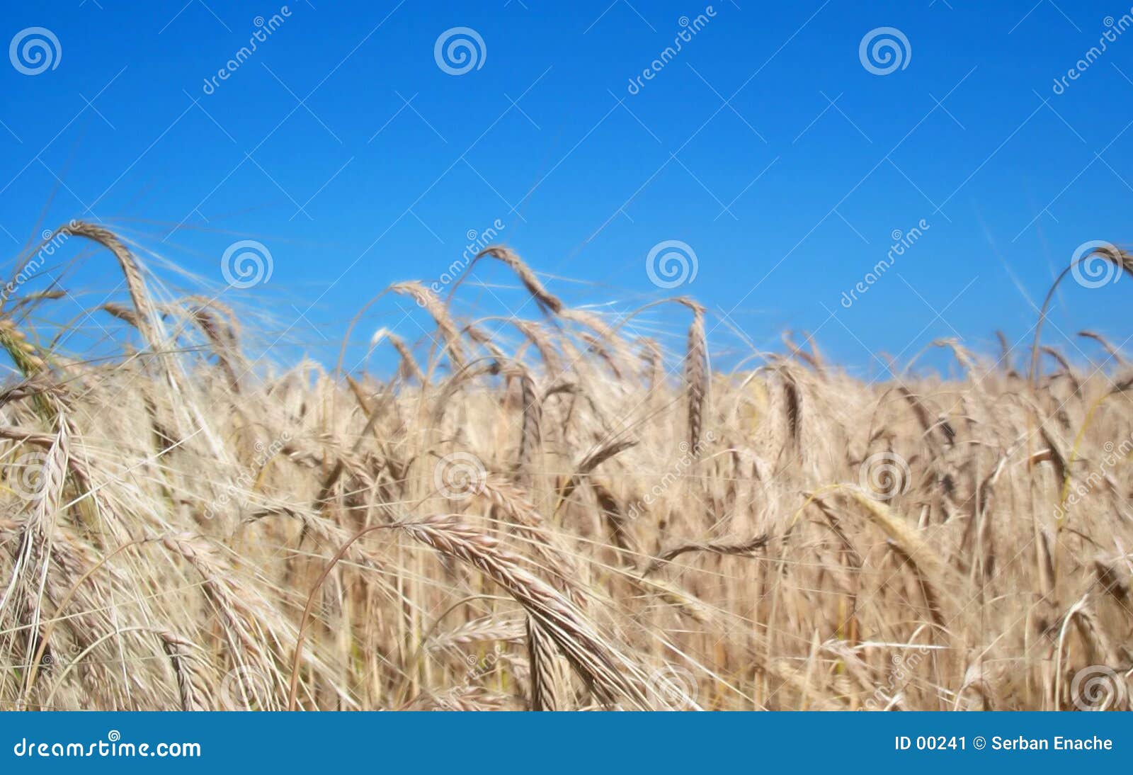 Golden fields stock image. Image of summer, horizons, straight - 241