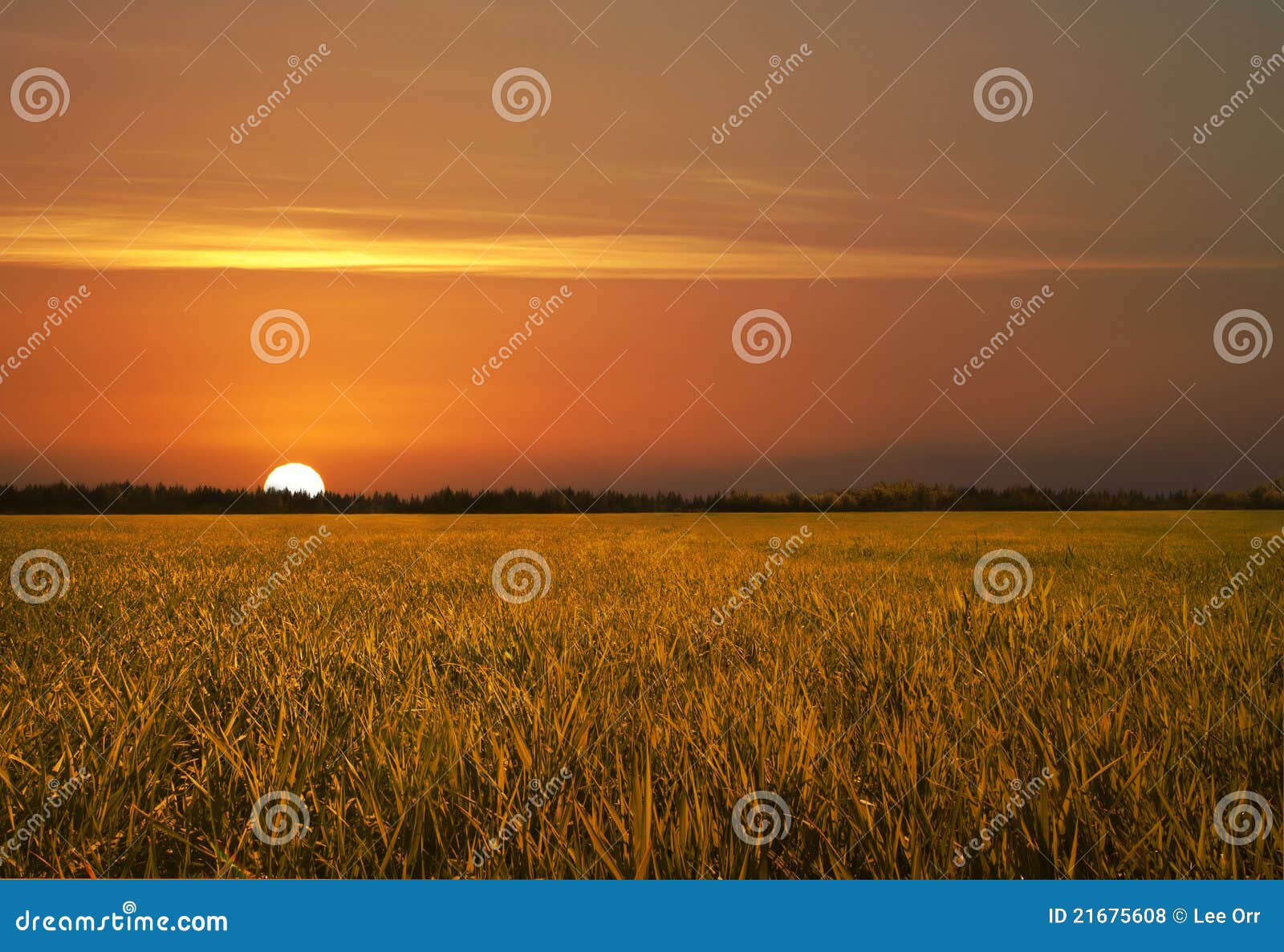 Golden Fields stock photo. Image of summer, columbia - 21675608