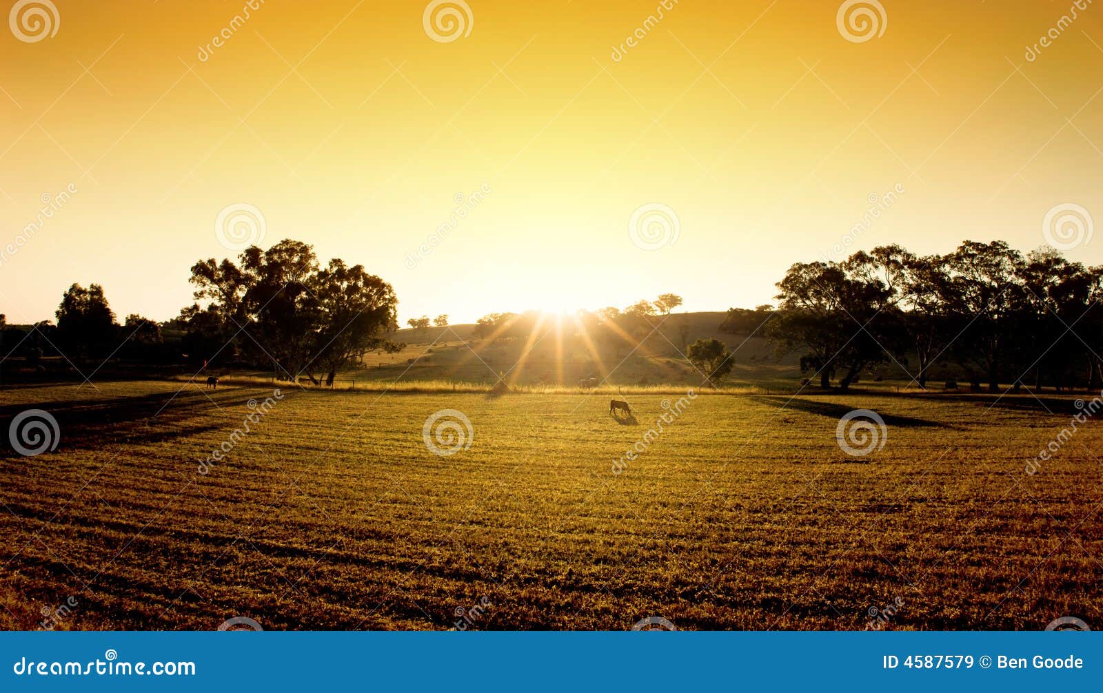 Golden Fields stock image. Image of spring, idyll, field - 4587579