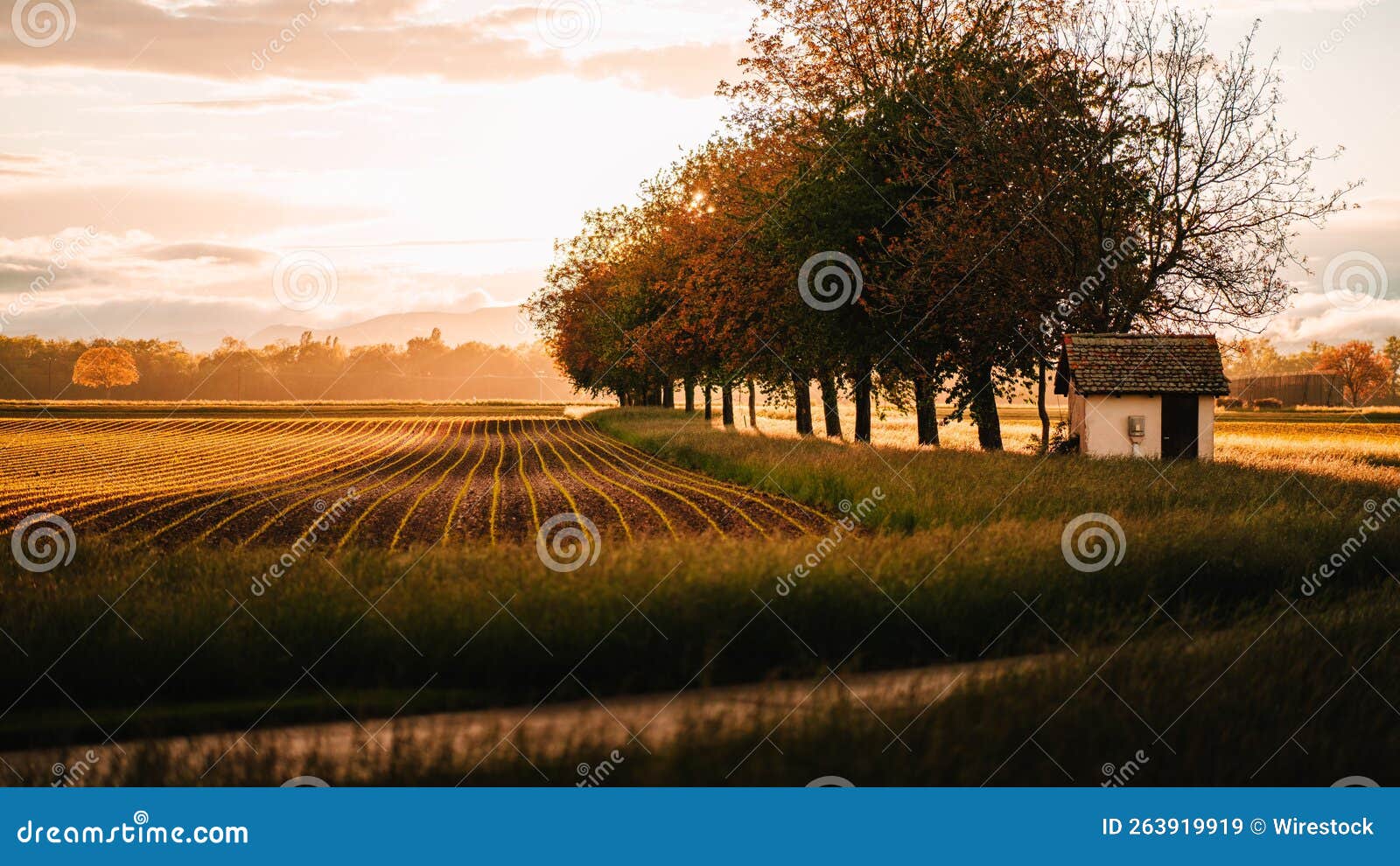 Golden Fields in Alsace, France Stock Image - Image of hour, rural ...