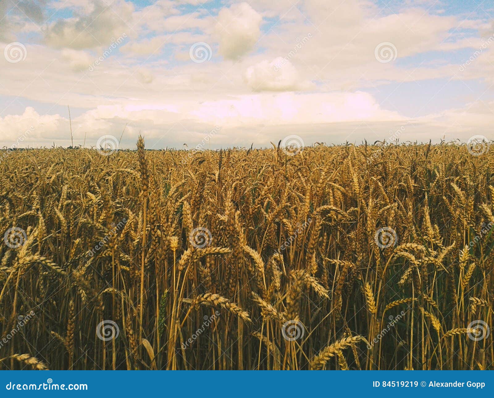 Golden fields stock image. Image of golden, field, fields - 84519219