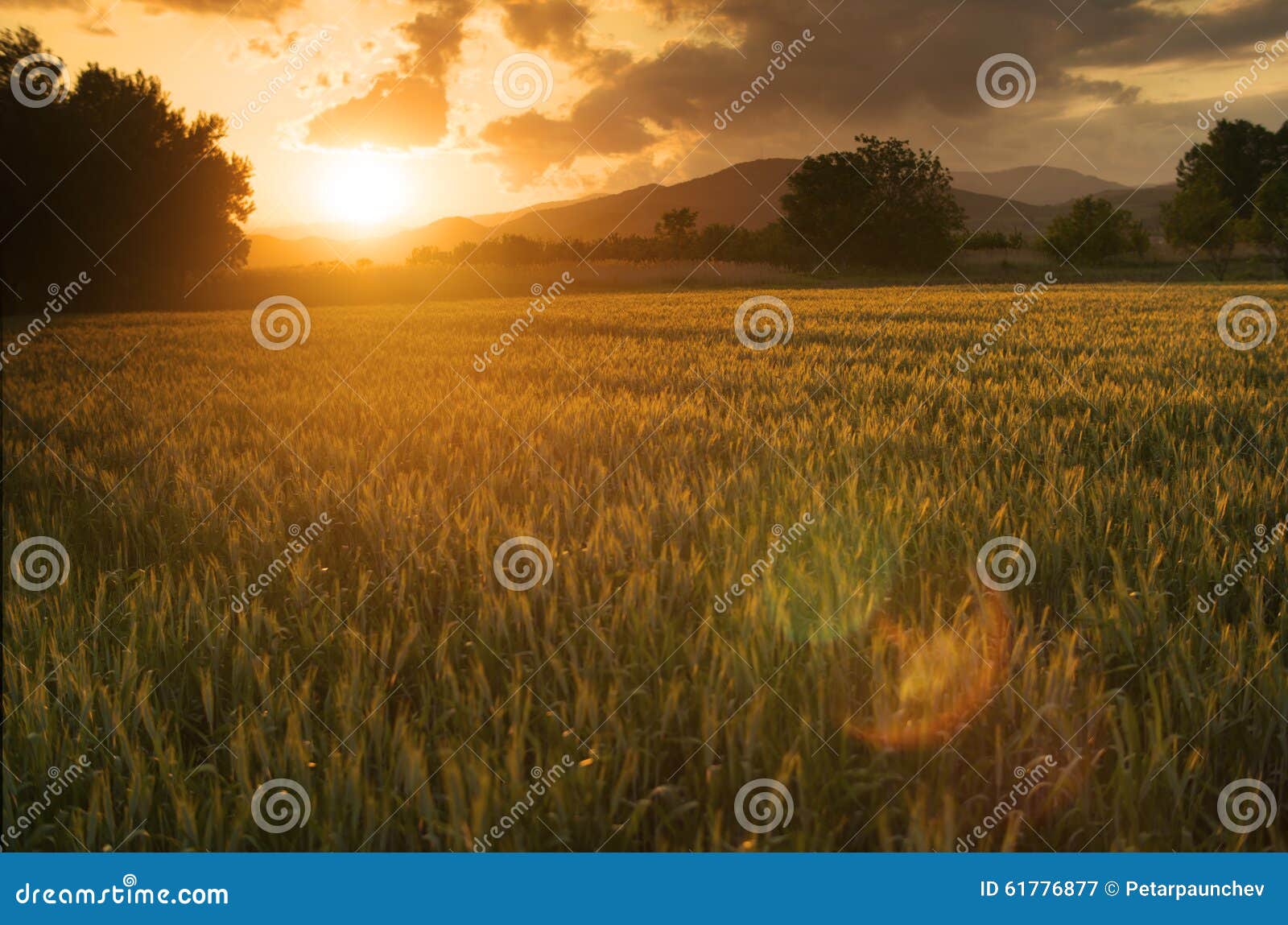 Golden fields stock image. Image of bulgaria, fields - 61776877