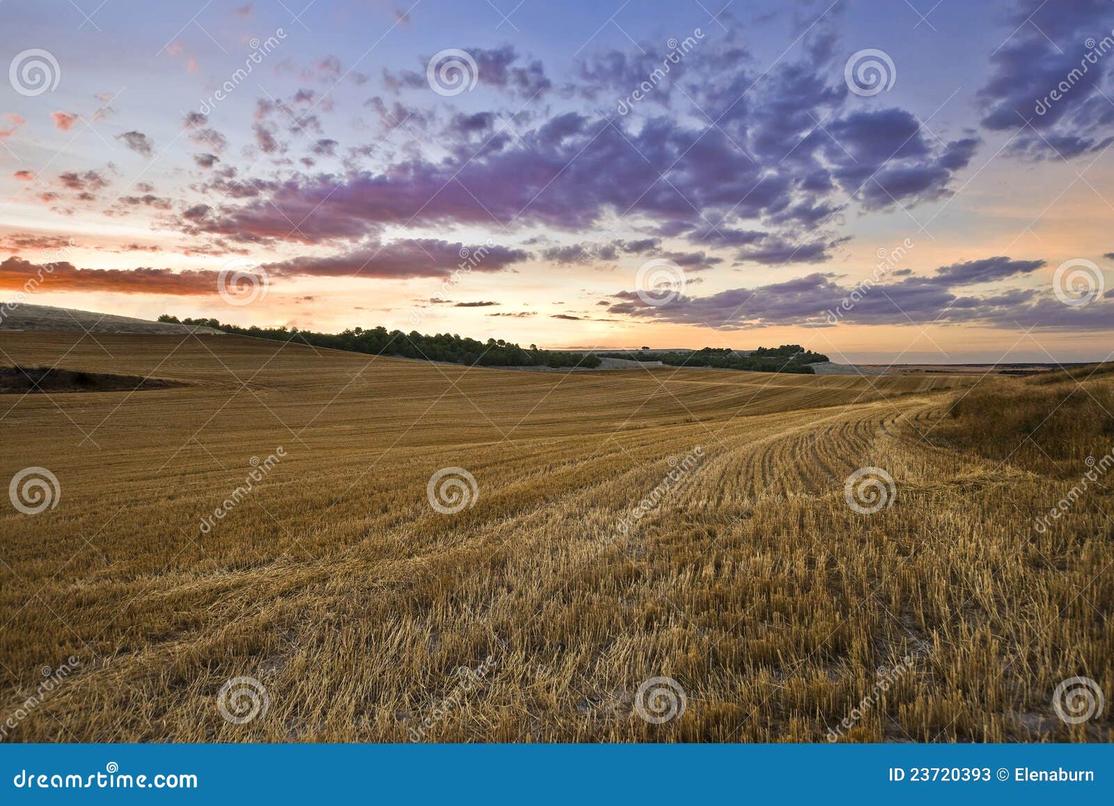 Golden Fields on a Summer Sunset Stock Image - Image of bright, farm ...