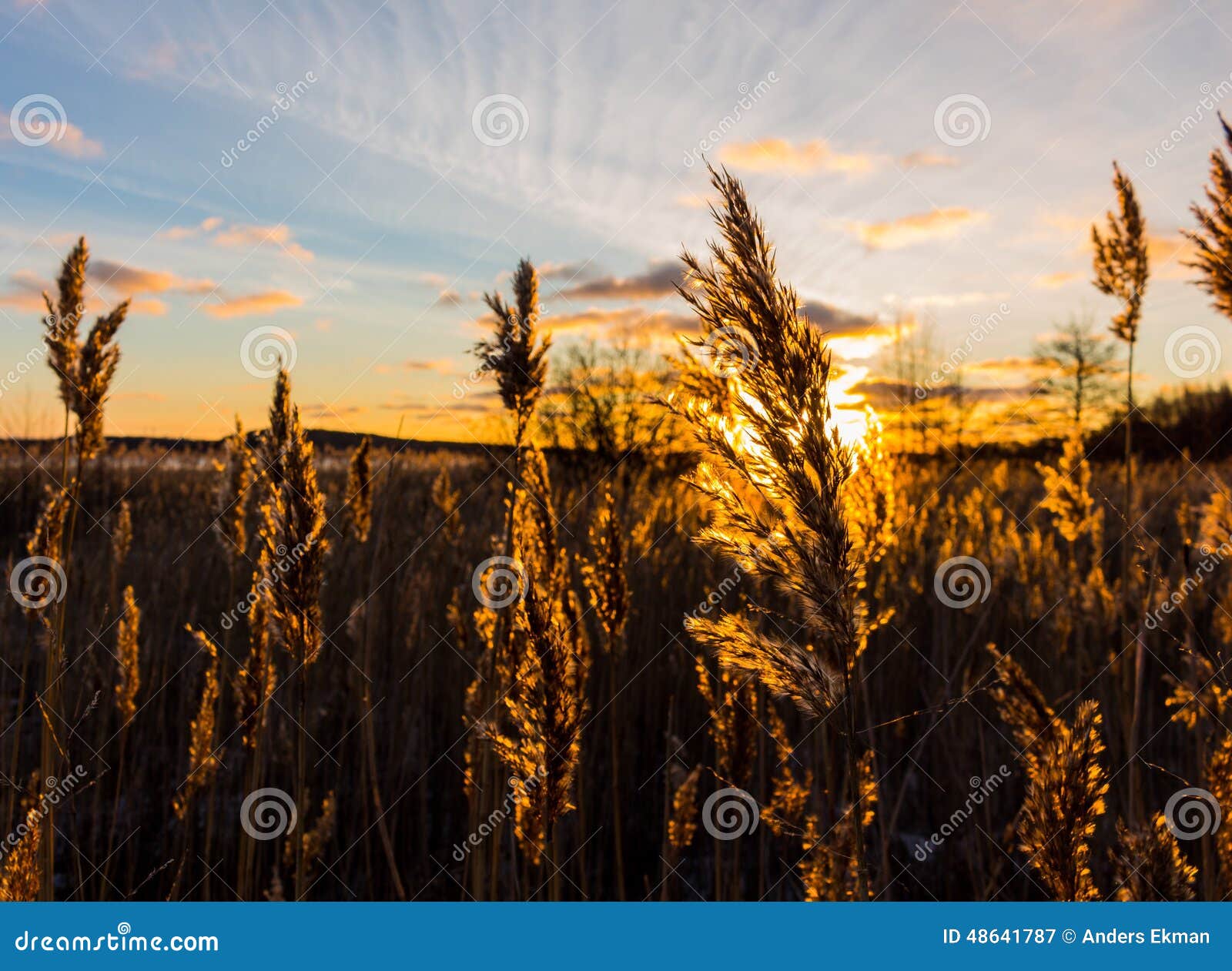 Golden fields stock image. Image of water, mountain, golden - 48641787