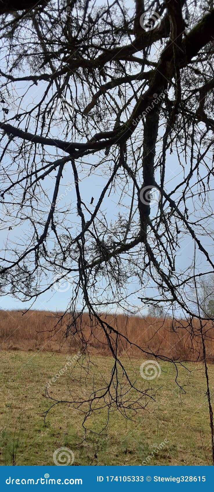 Golden Fields Under Wispy Pine Winters Stock Image - Image of fields ...