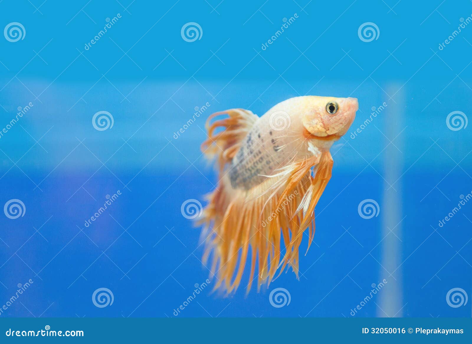 Golden Fighting Fish, Betta Splendens Stock Photo - Image of thailand ...