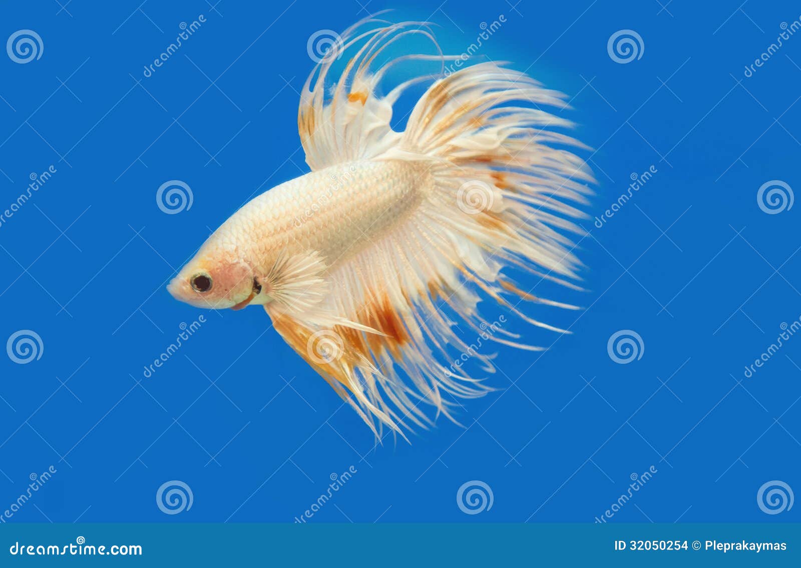 Golden Fighting Fish, Betta Splendens Stock Photo - Image of beautiful ...