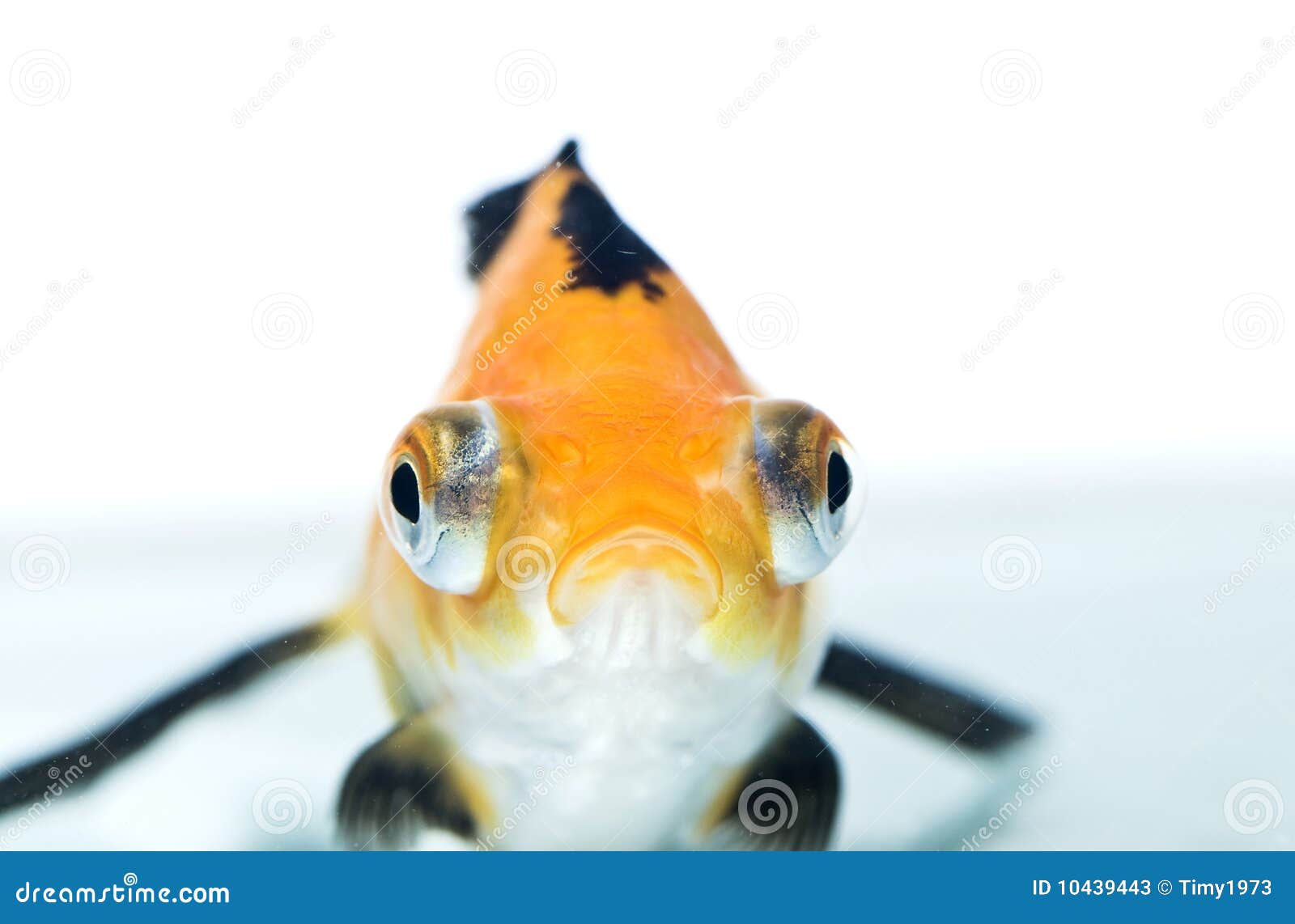 Golden fish stock image. Image of isolated, aquarium - 10439443